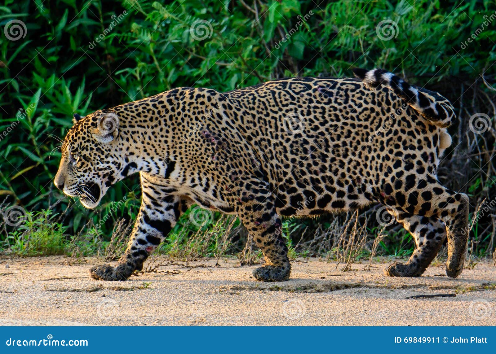 Male Jaguar Walking Along the Beach Stock Image - Image of feline ...