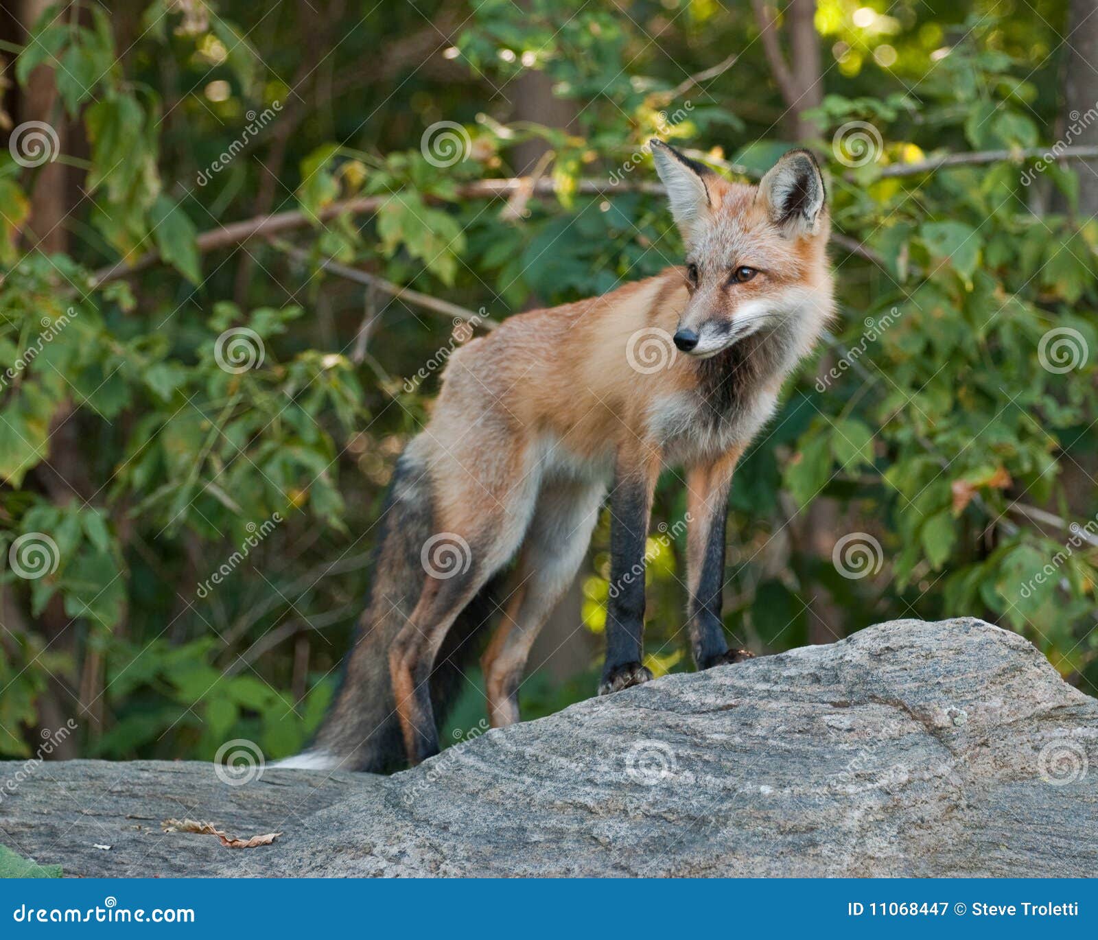 Male Juvenile Red Fox stock image. Image of male, wildlife - 11068447