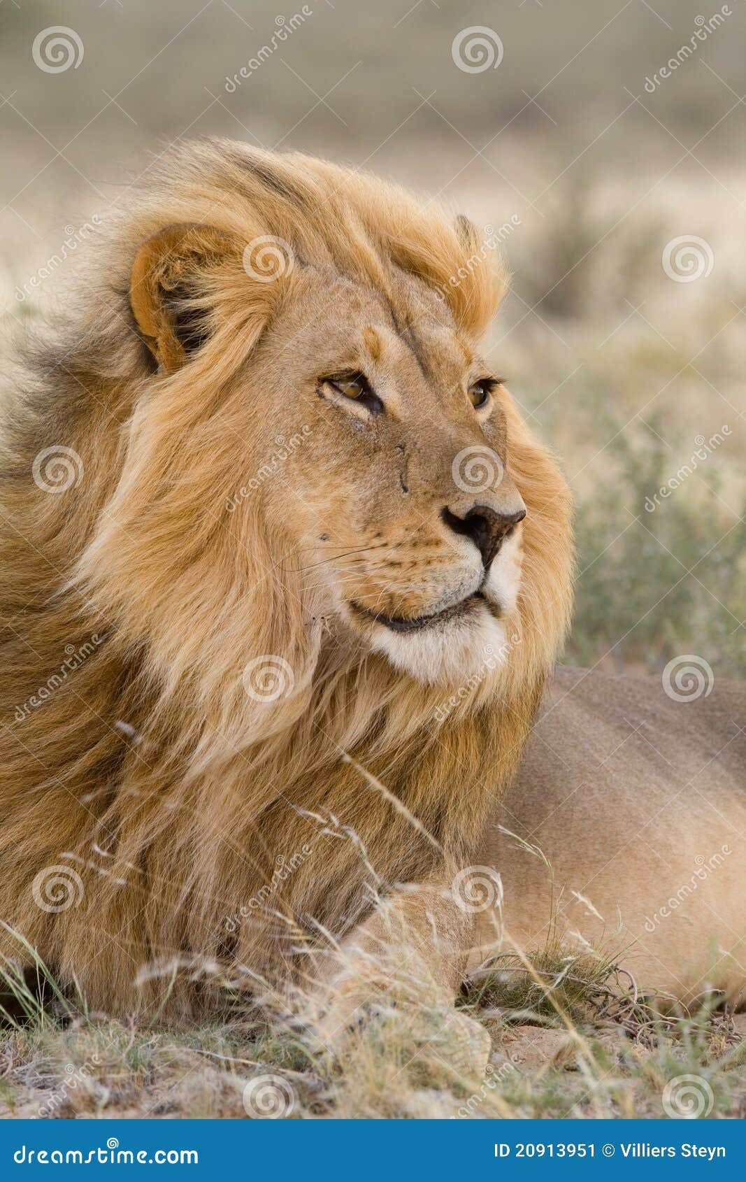 Male Kalahari Lion in the Wind Stock Image - Image of kalahari, main ...