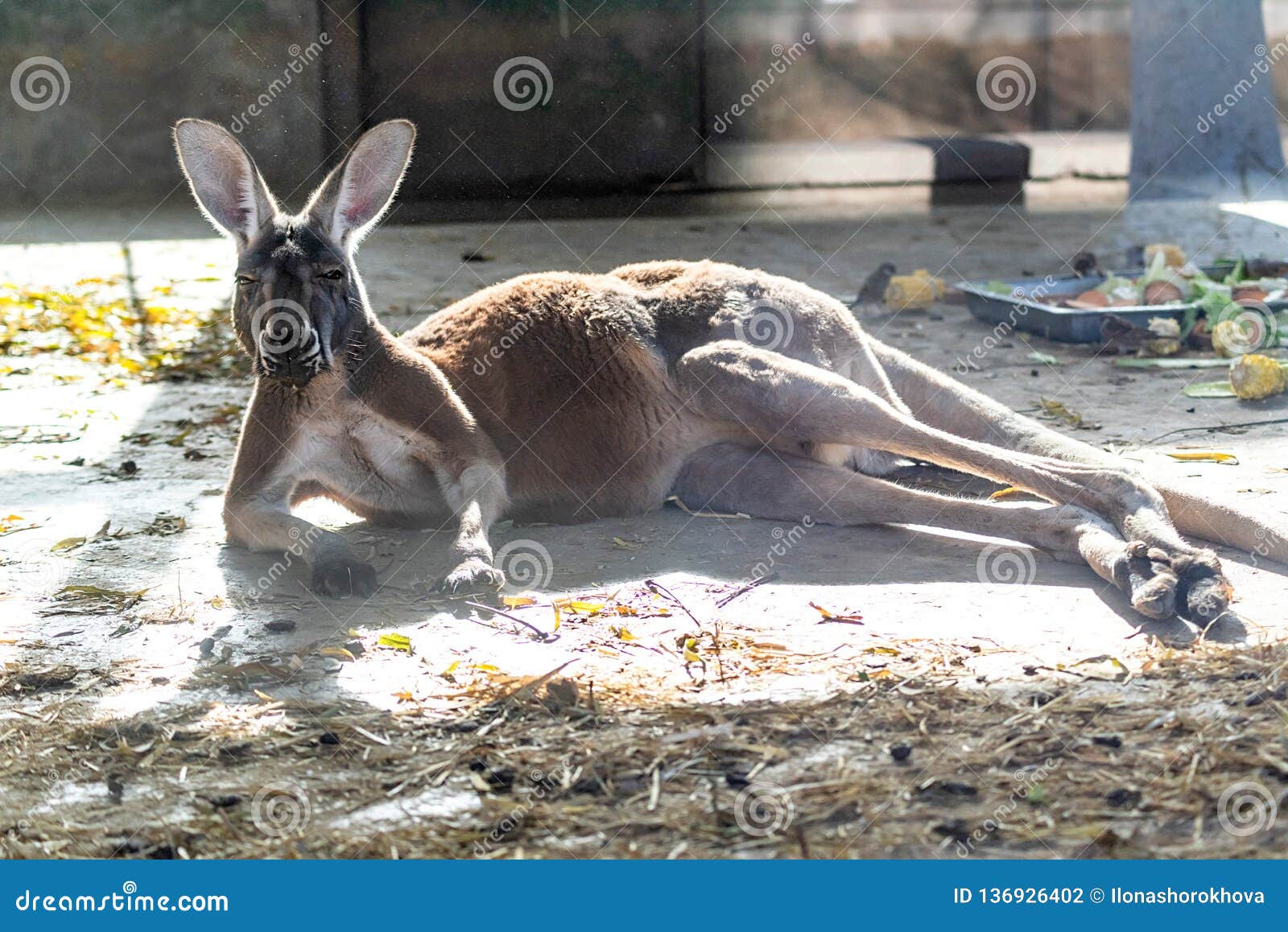 Male Kangaroo is Resting in the Farm Stock Photo - Image of male ...