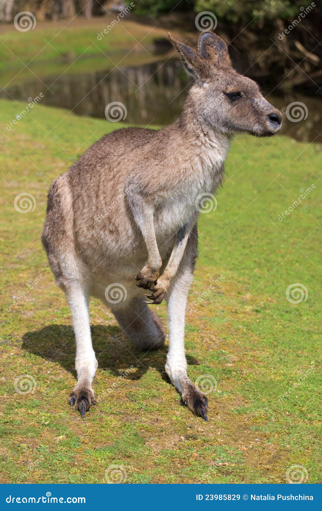 Male Kangaroo Standing Near a Lake Stock Image - Image of nature ...