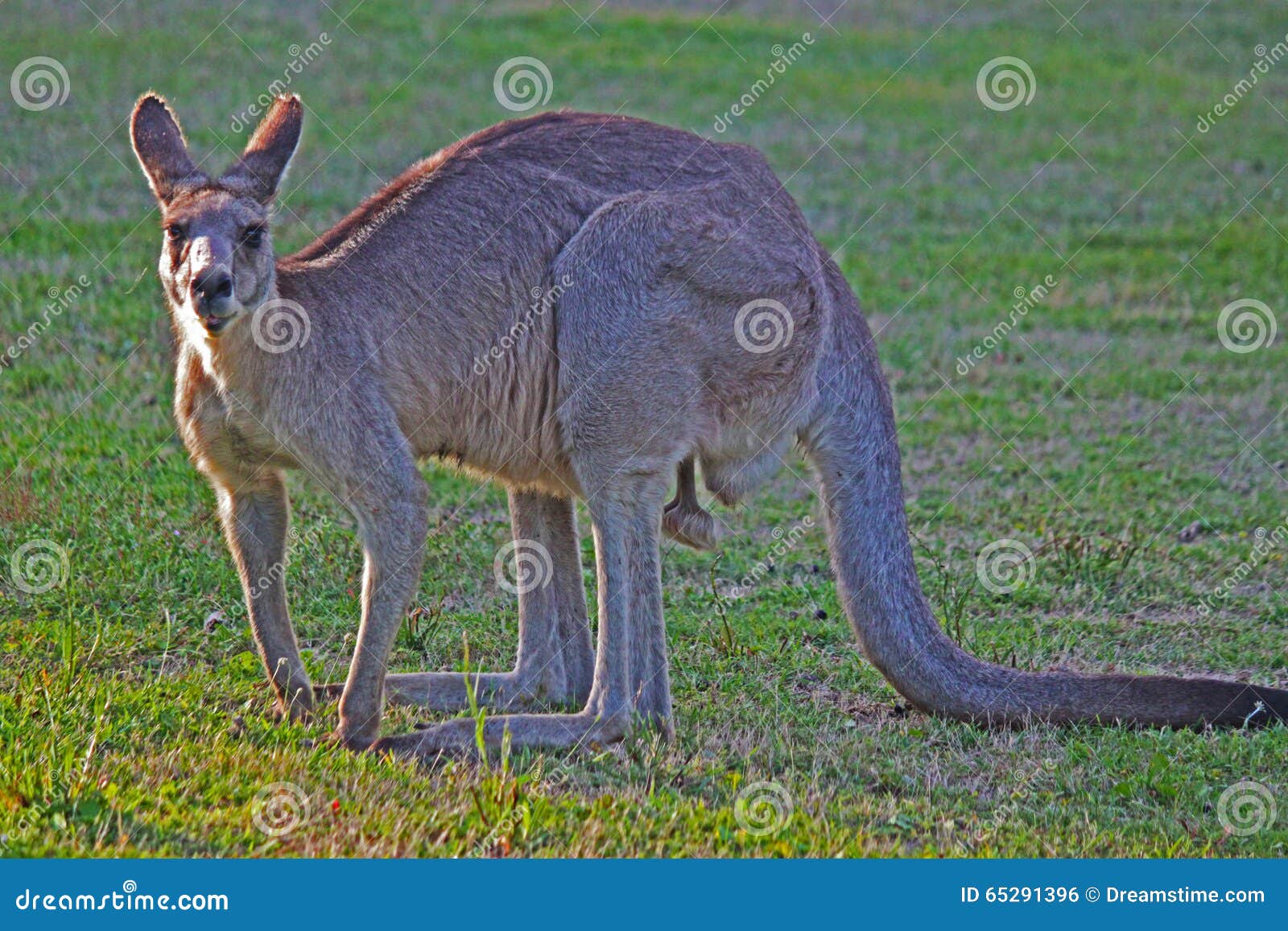 Male kangaroo stock photo. Image of animal, male, wildlife - 65291396