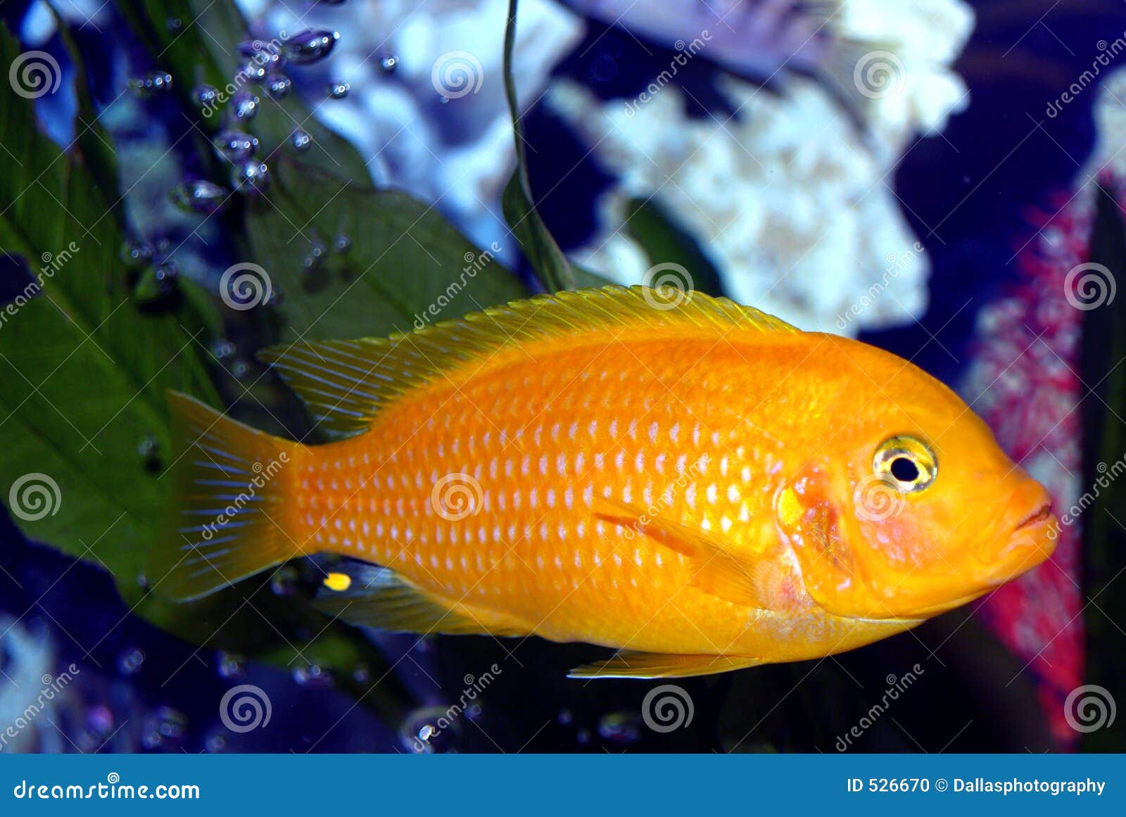 Male Kenyi, Tropical Fish stock photo. Image of freshwater - 526670
