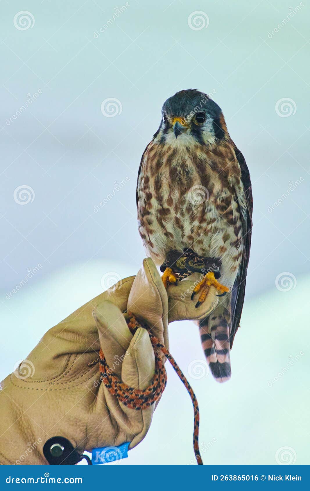 Male Kestrel Raptor Tamed and on Hand of Trainer Stock Photo - Image of ...