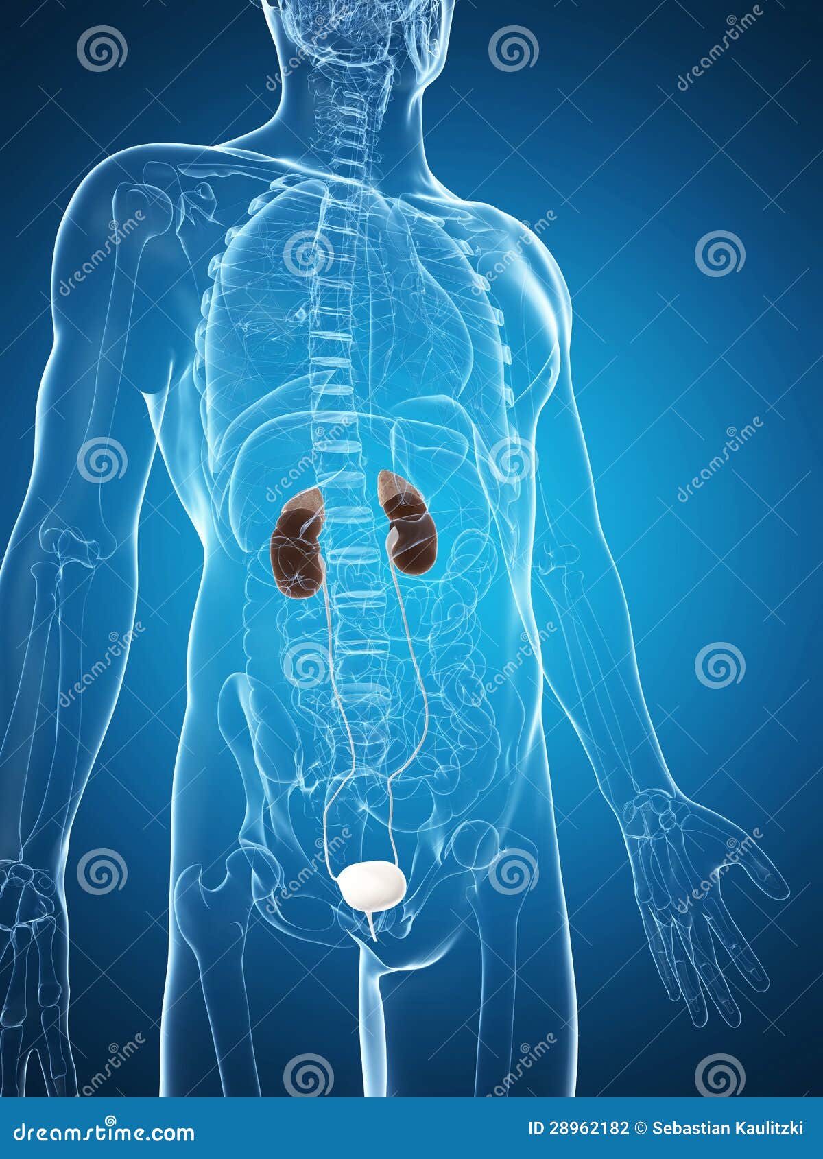 [DIAGRAM] Diagram Of Male Kidneys - WIRINGSCHEMA.COM