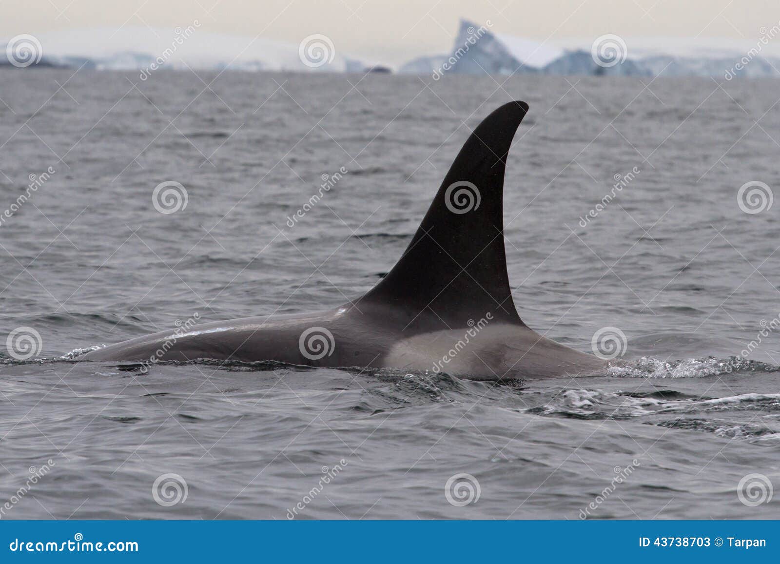 Male Killer Whale Floating on a Cloudy Day in Antarctic Stock Image ...