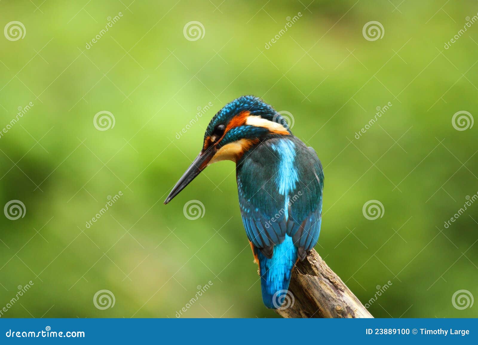 Male Kingfisher - Alcedo Atthis Stock Photo - Image of kingfisher ...