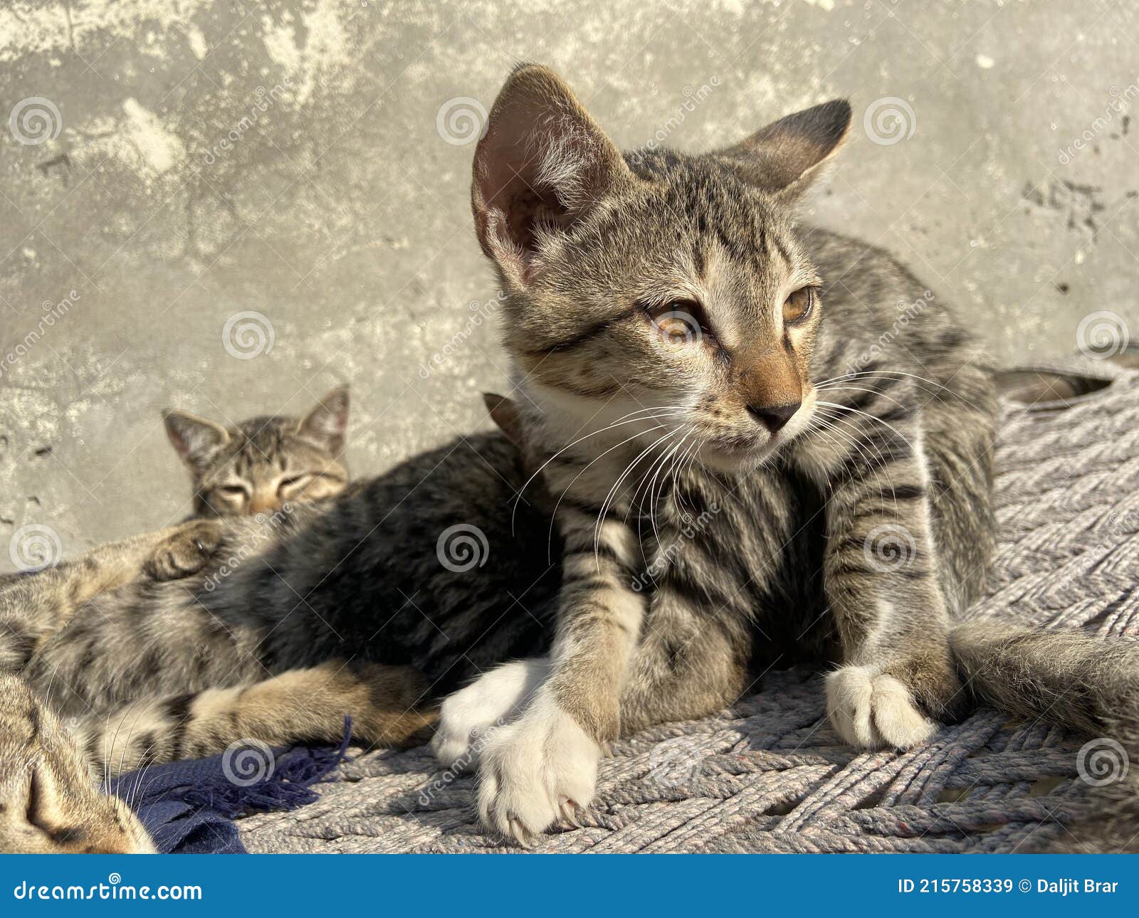 Male kitten cat stock image. Image of whiskers, mammal - 215758339