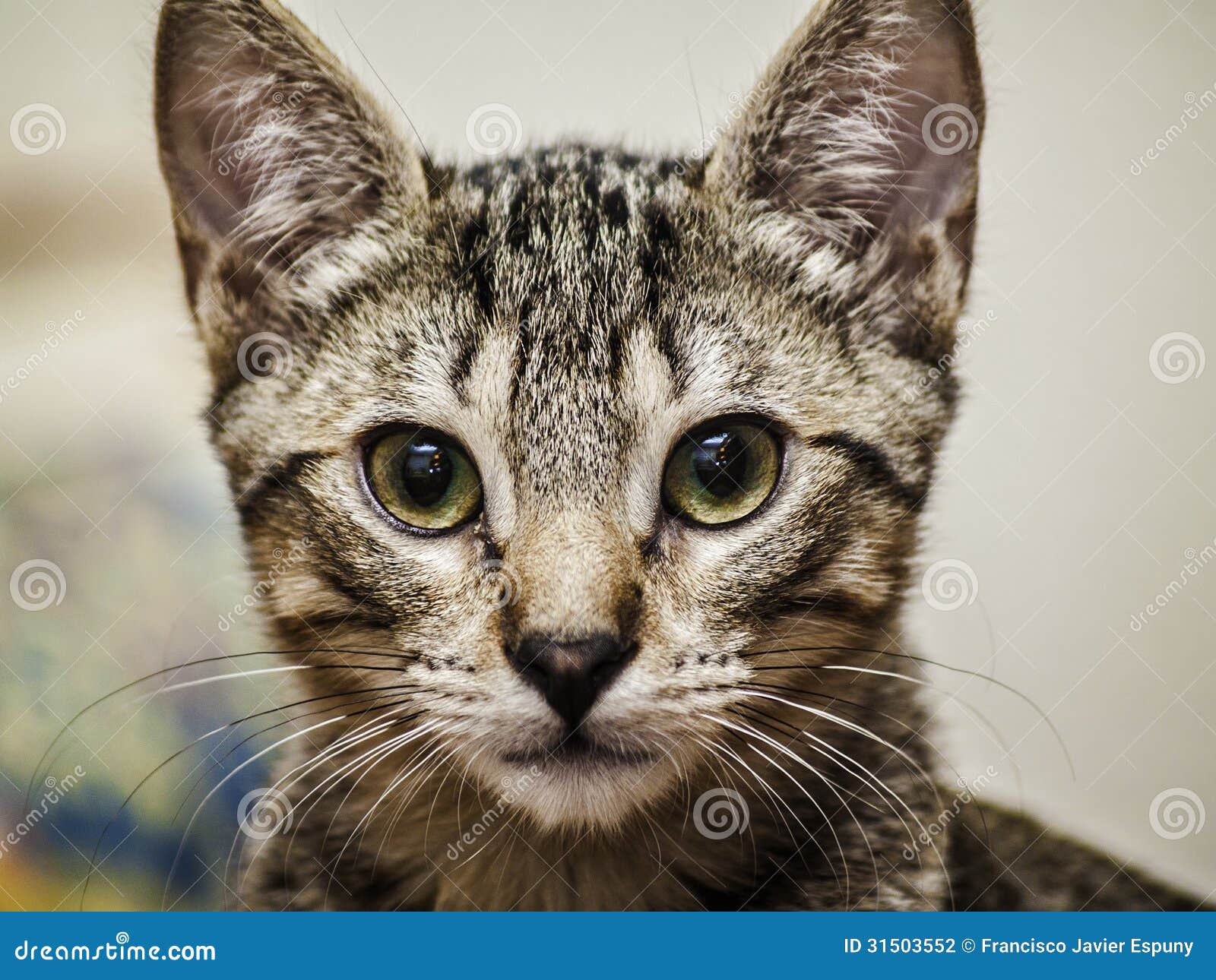 Male kitten stock photo. Image of male, cute, snout, pretty - 31503552