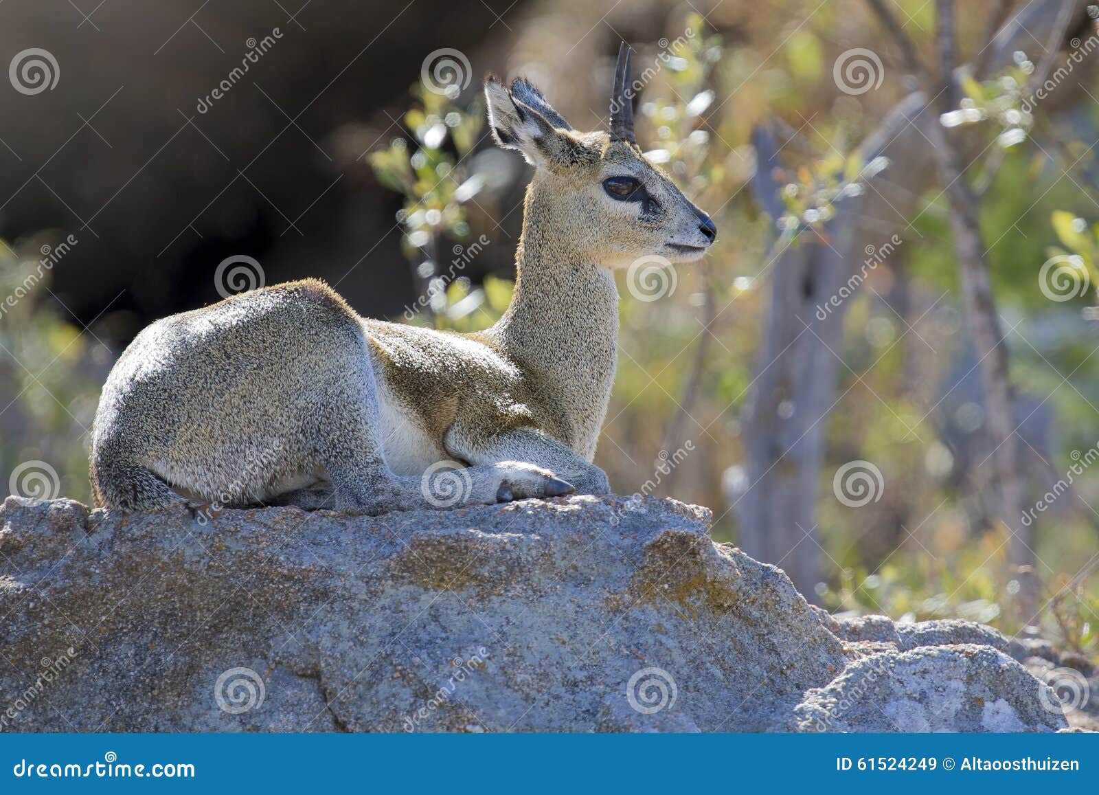 Klipspringer Male On A Rock Royalty-Free Stock Photography ...