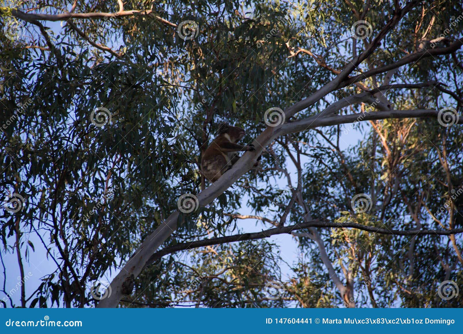 Male Koala Climbing on the Top of a Eucalypt Tree Stock Image - Image ...