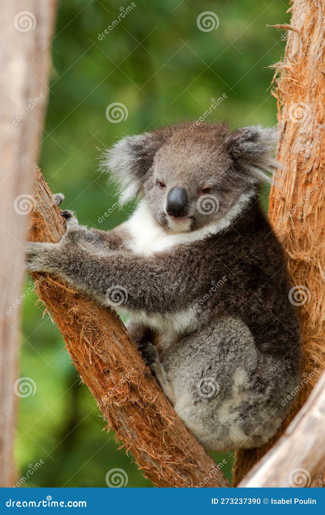 Male Koala Wake Up and Standing in a Tree Stock Photo - Image of ...