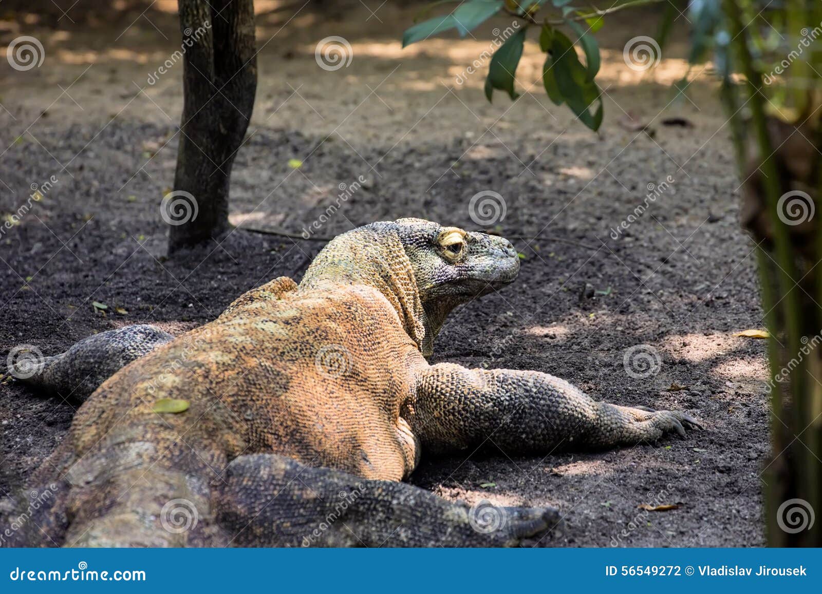 Male Komodo Dragon, Varanus Comodensis Stock Photo - Image of reptile ...