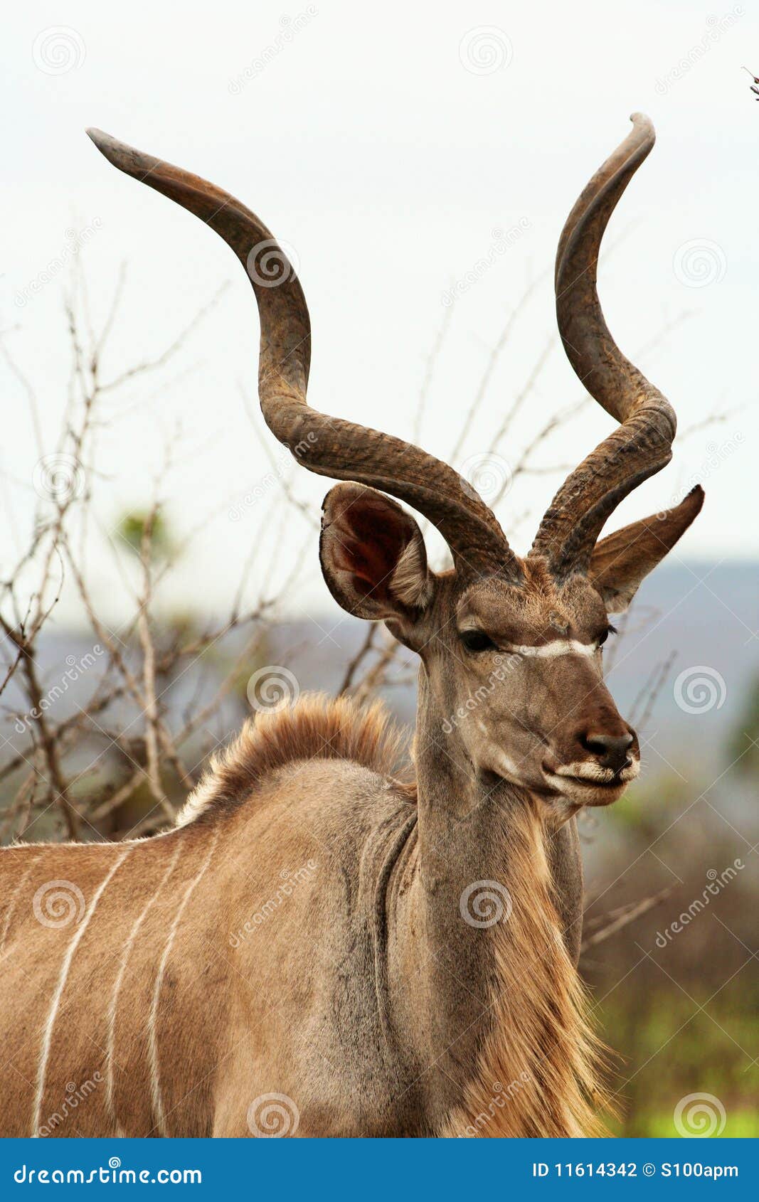 Male Kudu Isolated On A Black Background, Kudu Animal At African Forest ...