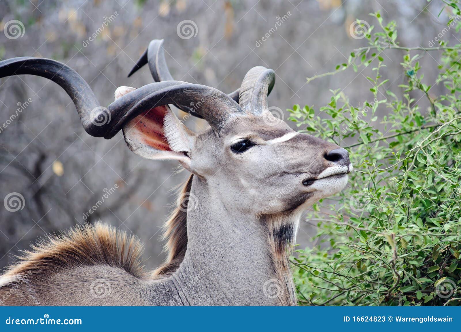Male Kudu With Magnificent Horns Hidden In Dense Bush Under Blue Sky At ...