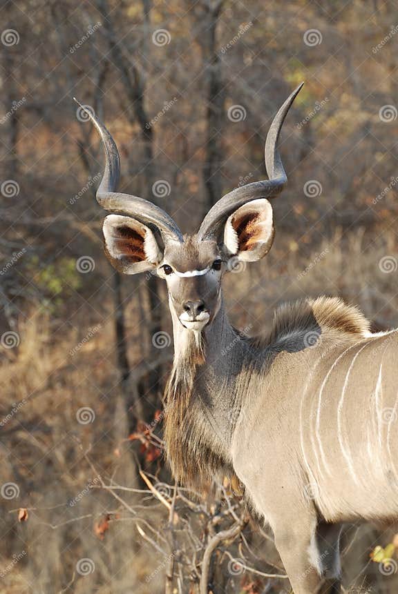 Male kudu stock photo. Image of southafrica, gazelle, horne - 6730394