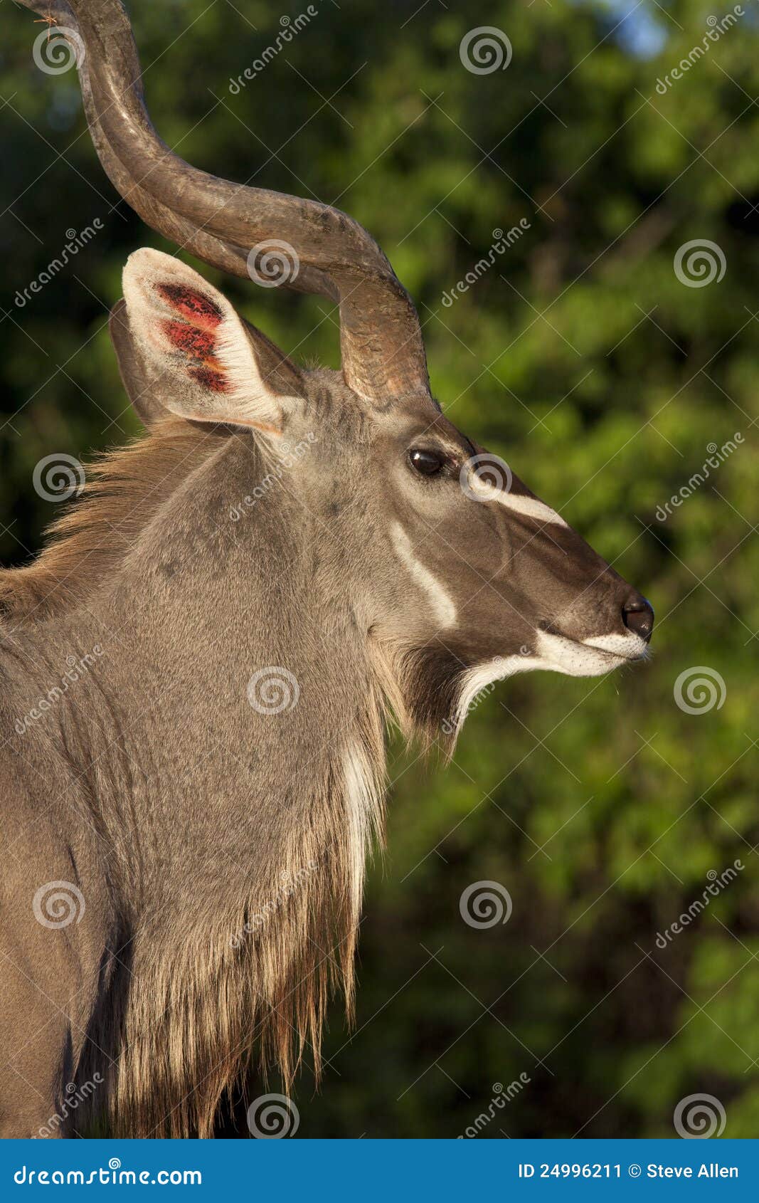 Male Kudu Isolated On A Black Background, Kudu Animal At African Forest ...