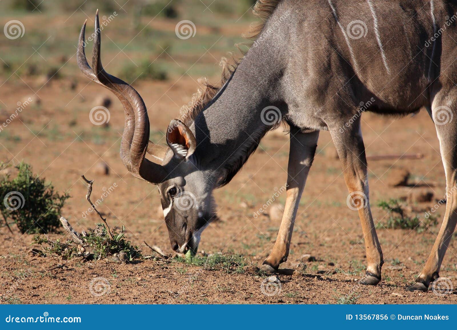 Male Kudu Antelope Eating stock photo. Image of alert - 13567856