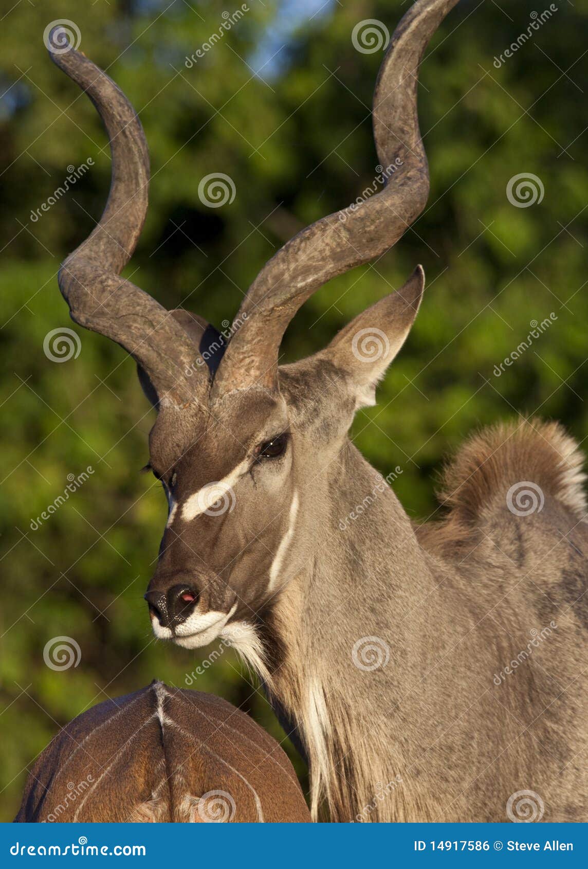 Male Kudu - Botswana stock photo. Image of mammal, curly - 14917586