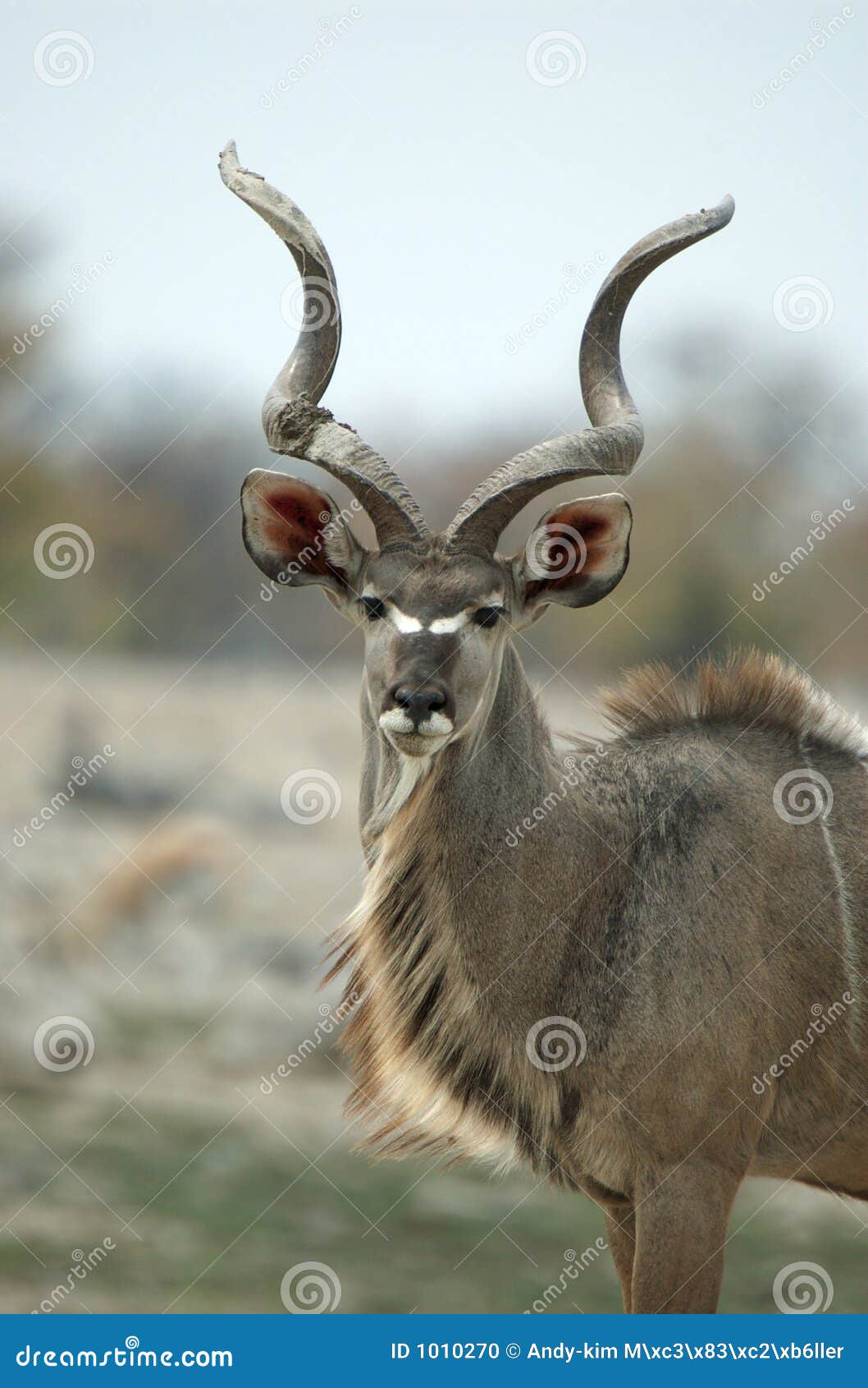 Male kudu portrait stock photo. Image of animal, landscapes - 1010270