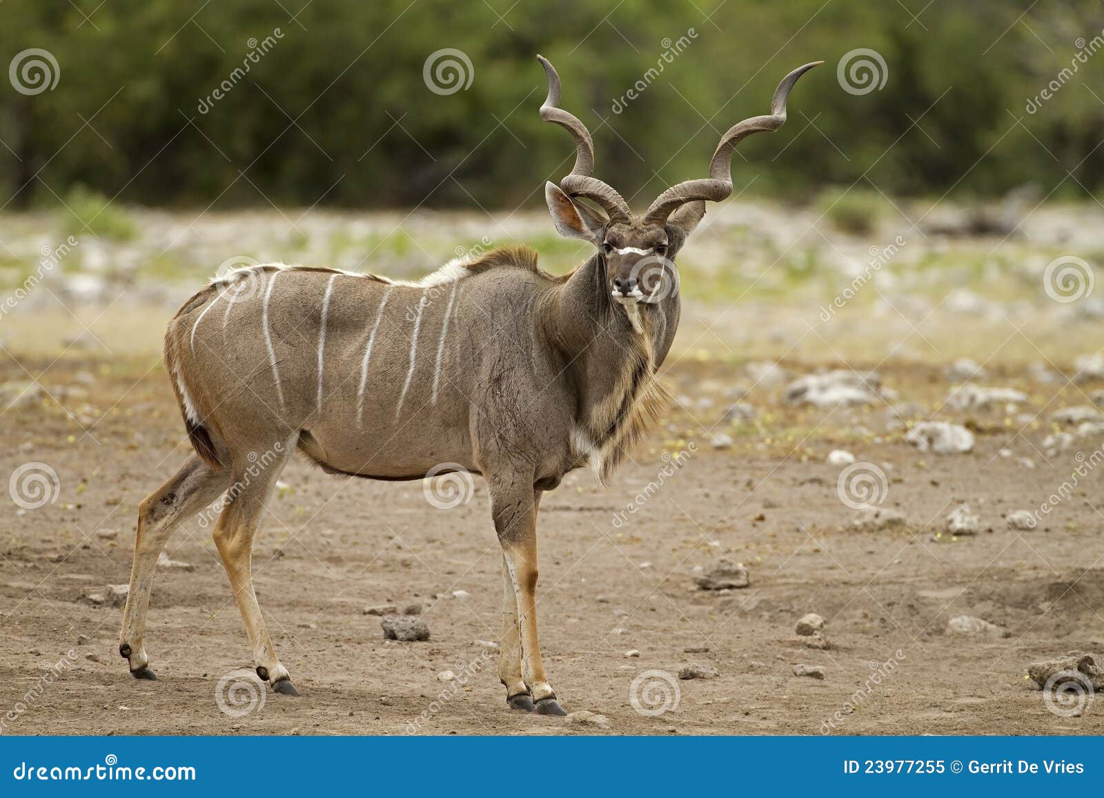 Male Kudu Standing in Field Stock Image - Image of field, male: 23977255