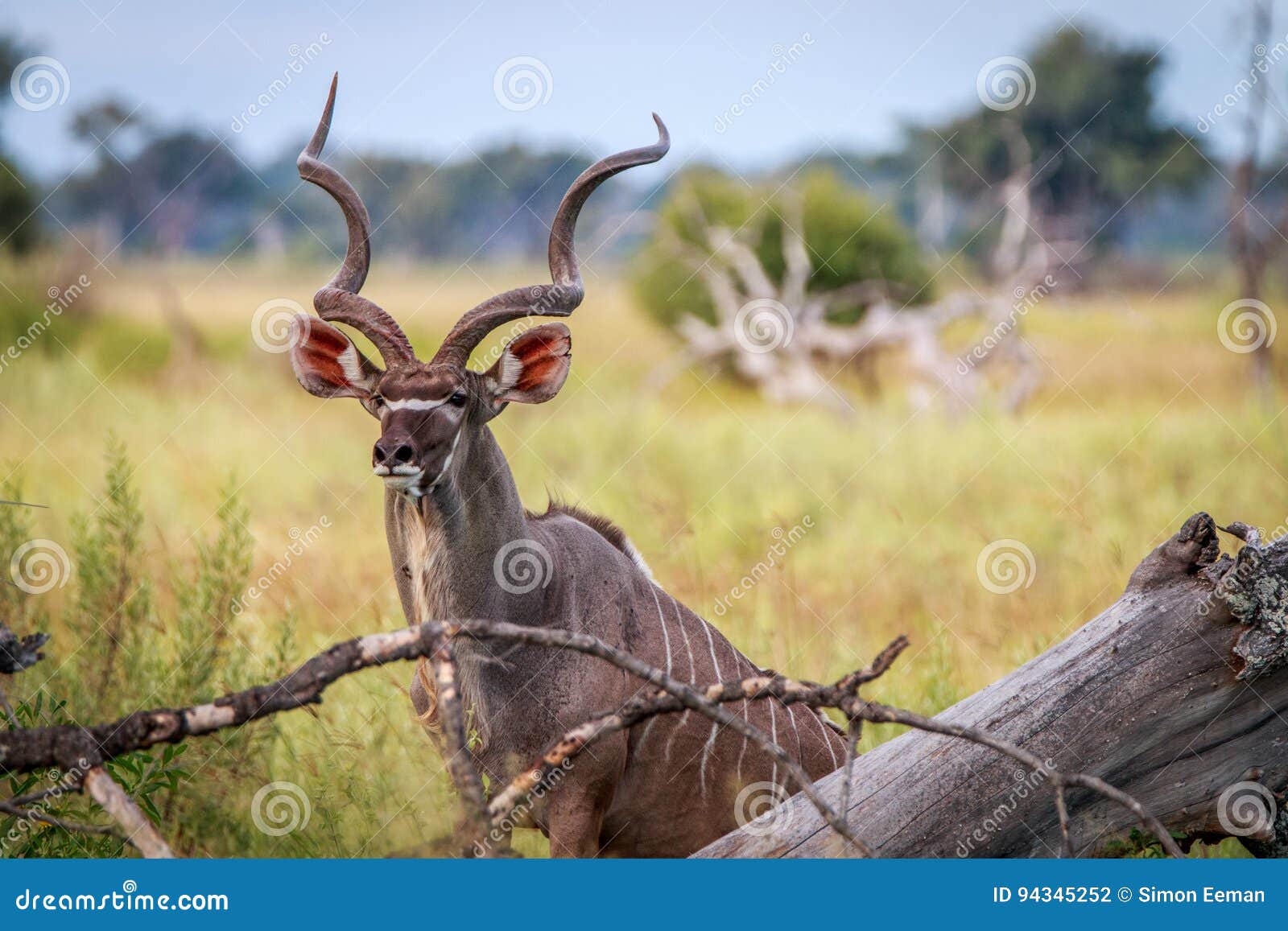 A Male Kudu Starring at the Camera. Stock Photo - Image of ungulate ...