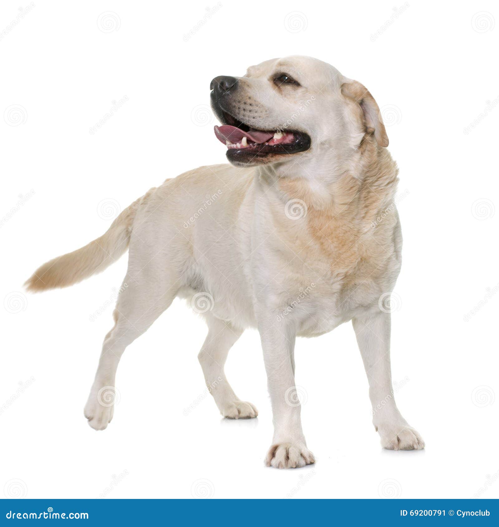 Male labrador retriever stock image. Image of brown, animal - 69200791