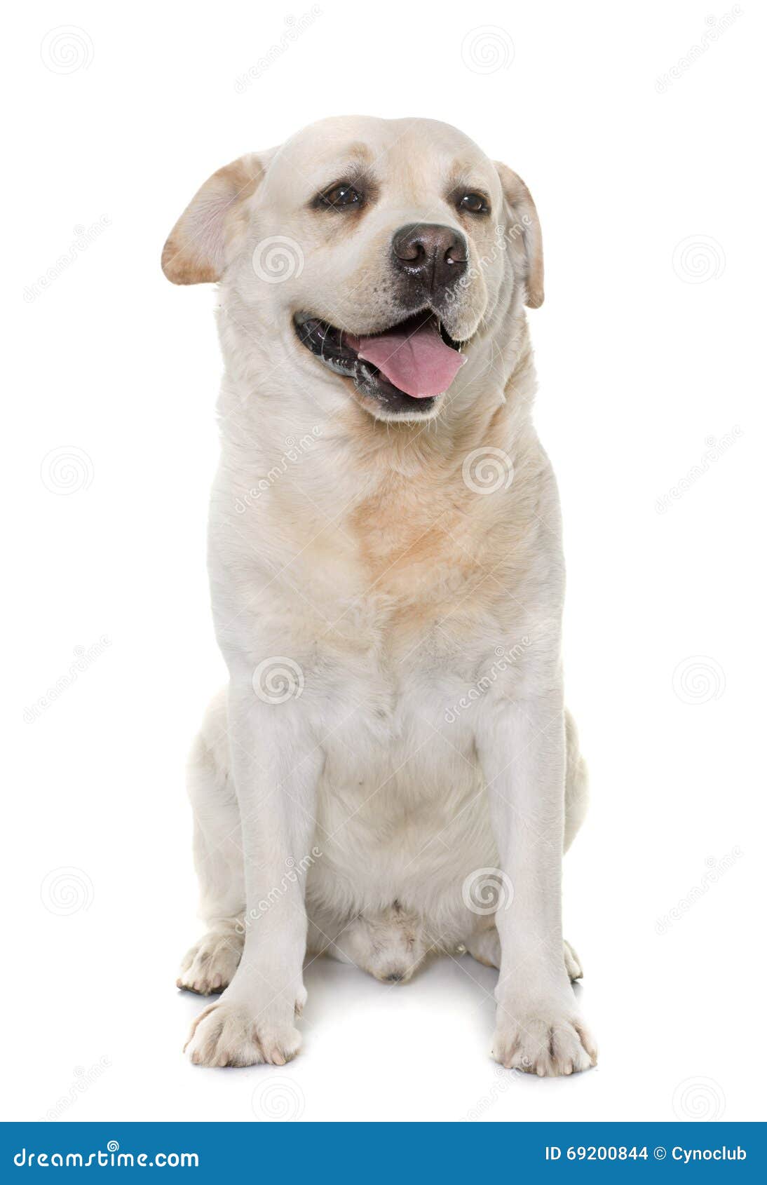 Male labrador retriever stock photo. Image of animal - 69200844