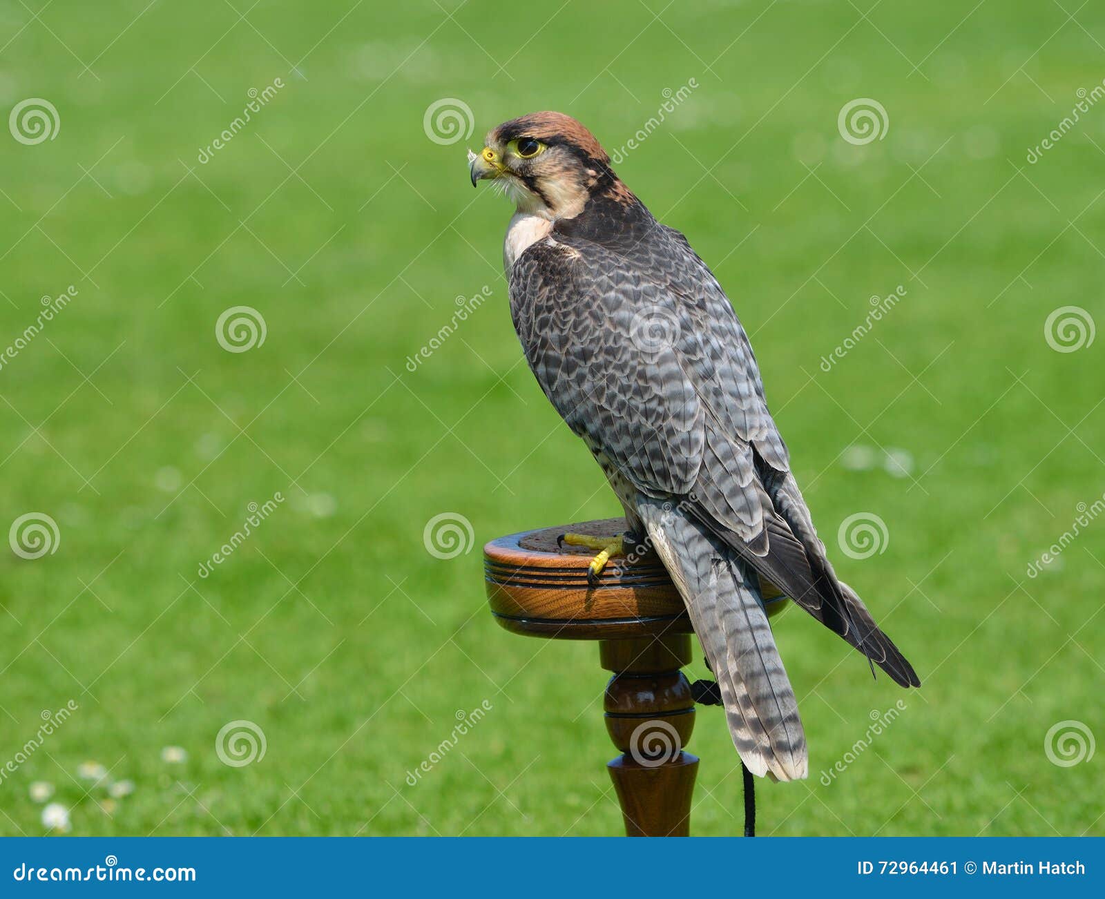 Male Lanner Falcon Perch Stock Photos - Free & Royalty-Free Stock ...
