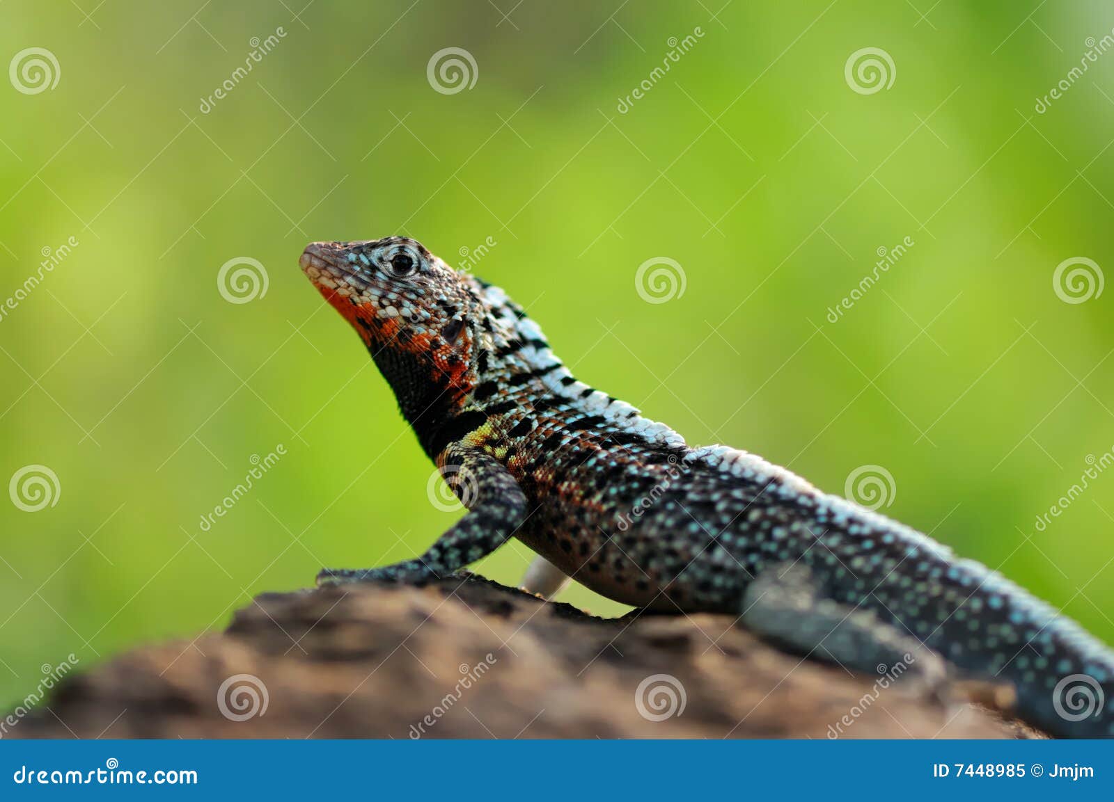 Male Lava Lizard stock image. Image of colorful, lava - 7448985