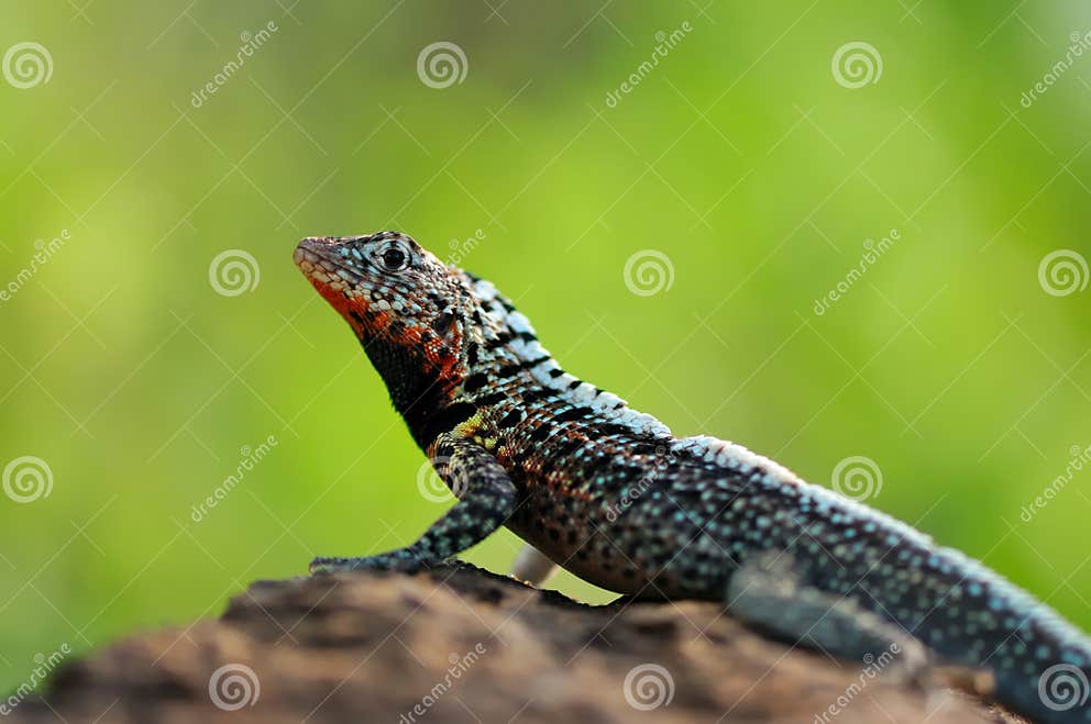 Male Lava Lizard stock image. Image of colorful, lava - 7448985