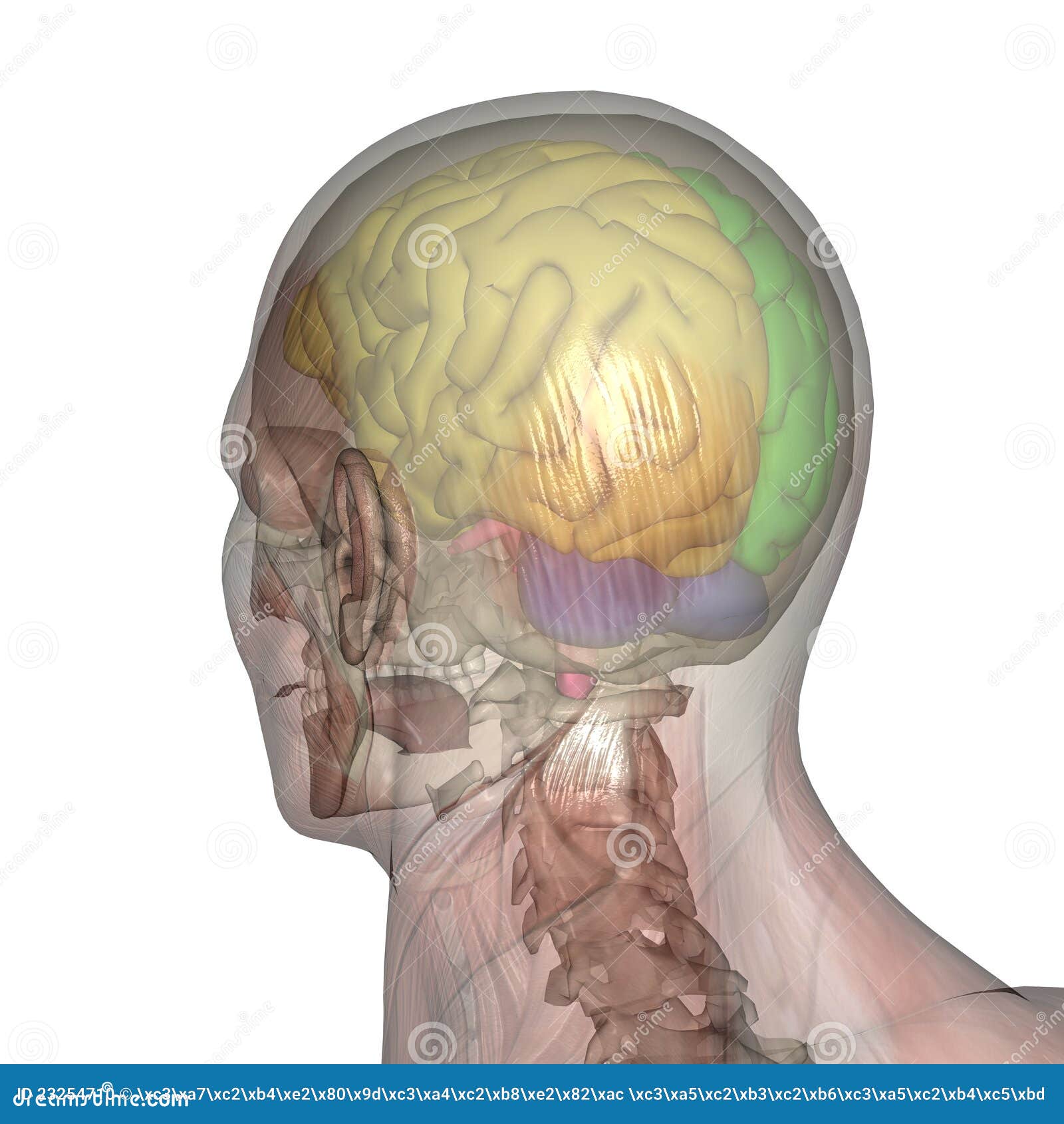 Male lay figure stock illustration. Illustration of skeleton - 23254710