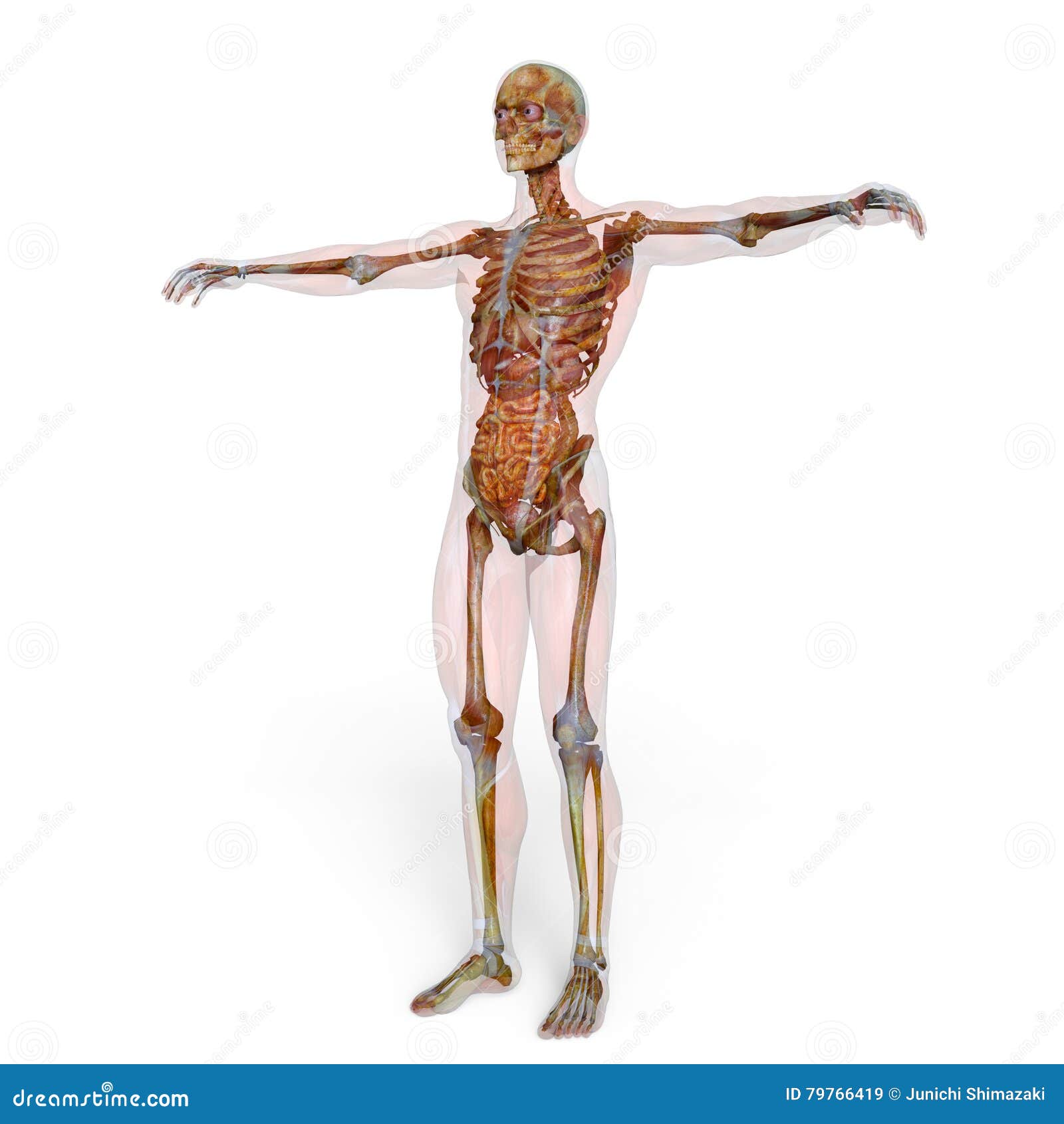 Male lay figure stock illustration. Illustration of figure - 79766419