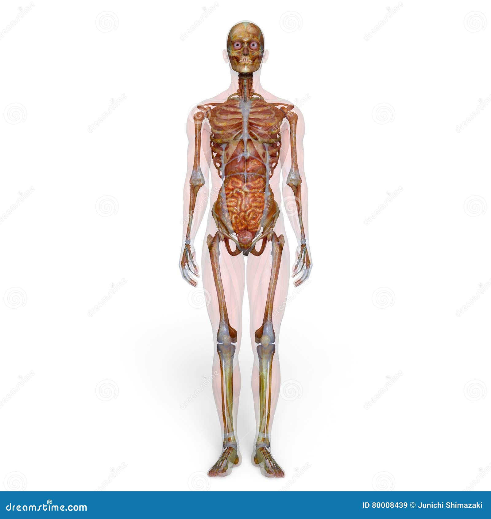 Male lay figure stock image. Image of hospital, muscle - 80008439