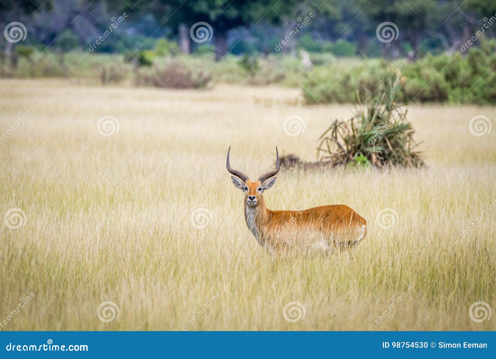 Male Lechwe Standing Alone in the Long Grass. Stock Photo - Image of ...