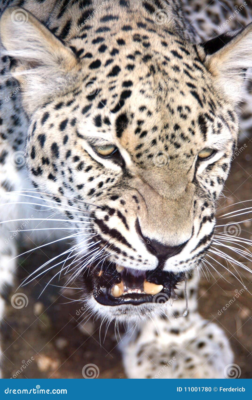 While male leopard 1 stock photo. Image of wildlife, walking - 11001780