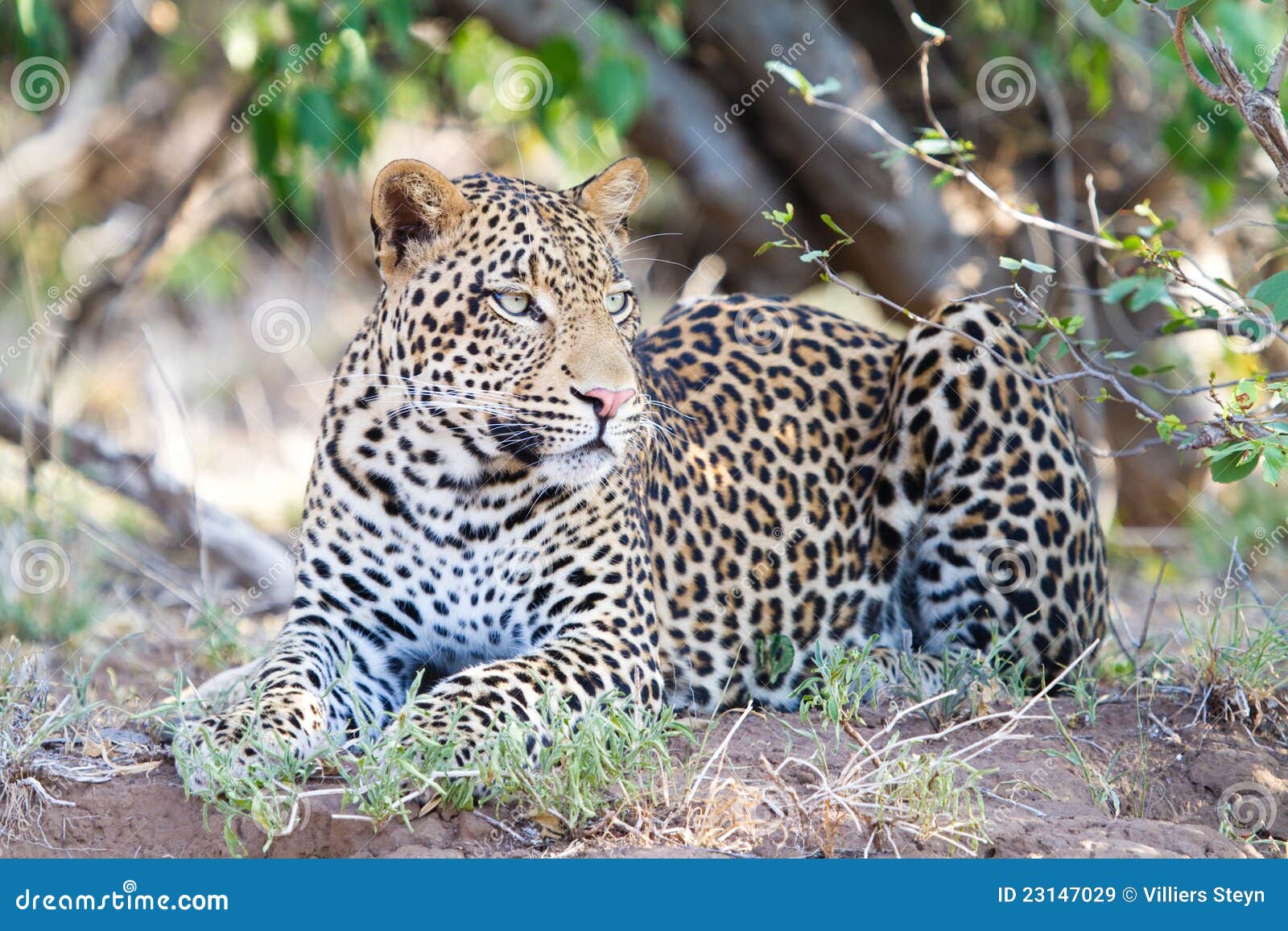 Male leopard stock image. Image of attentive, alert, safari - 23147029