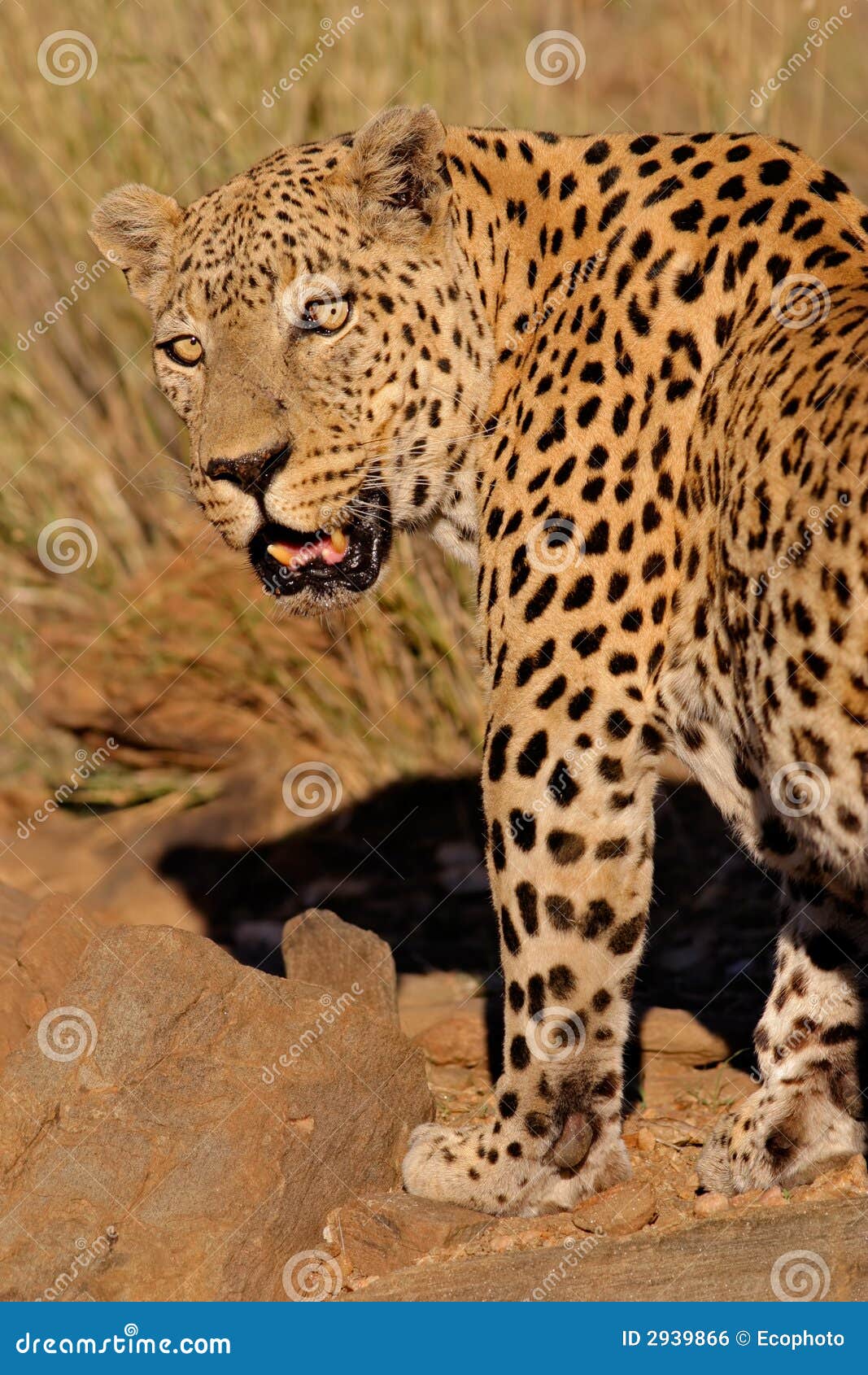 Male leopard stock photo. Image of carnivore, male, safari - 2939866