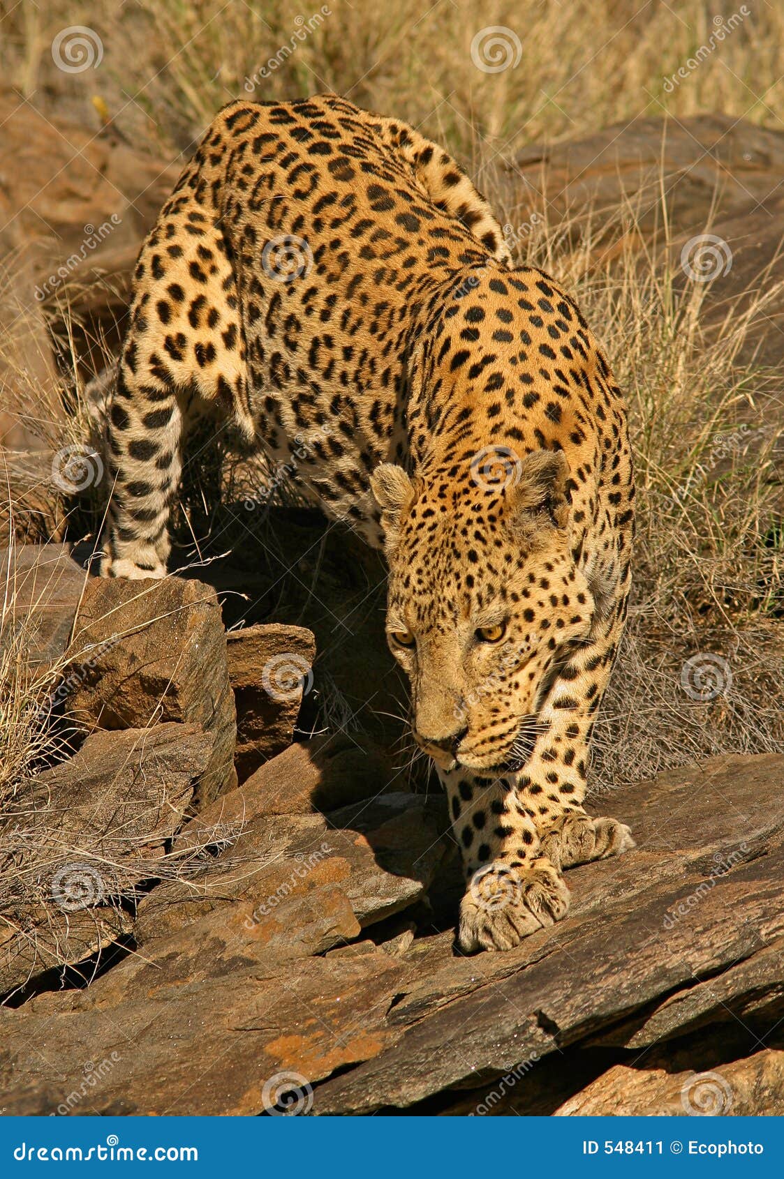 Male leopard stock image. Image of behaviour, african, pardus - 548411