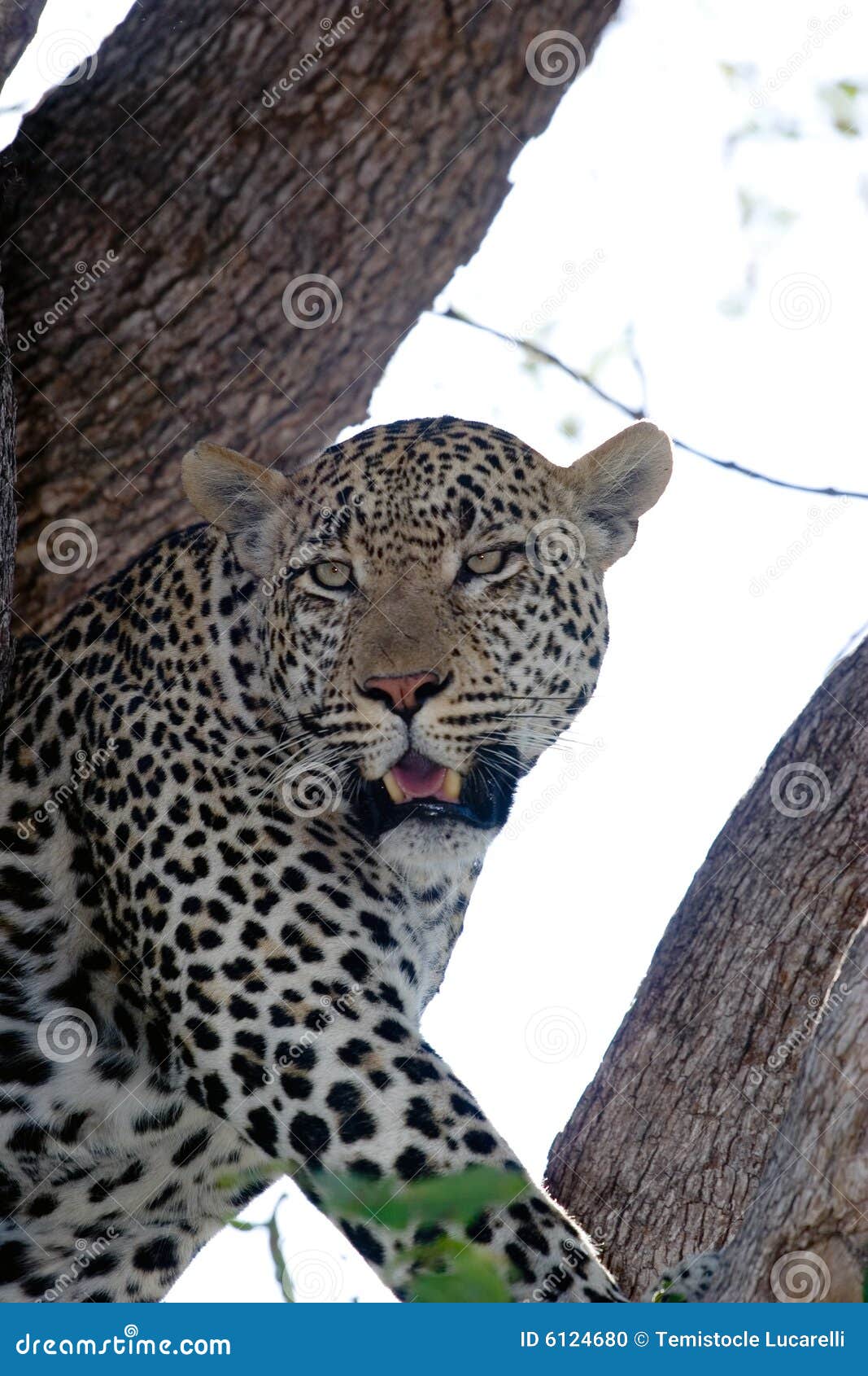 Male leopard stock photo. Image of africa, vision, wild - 6124680