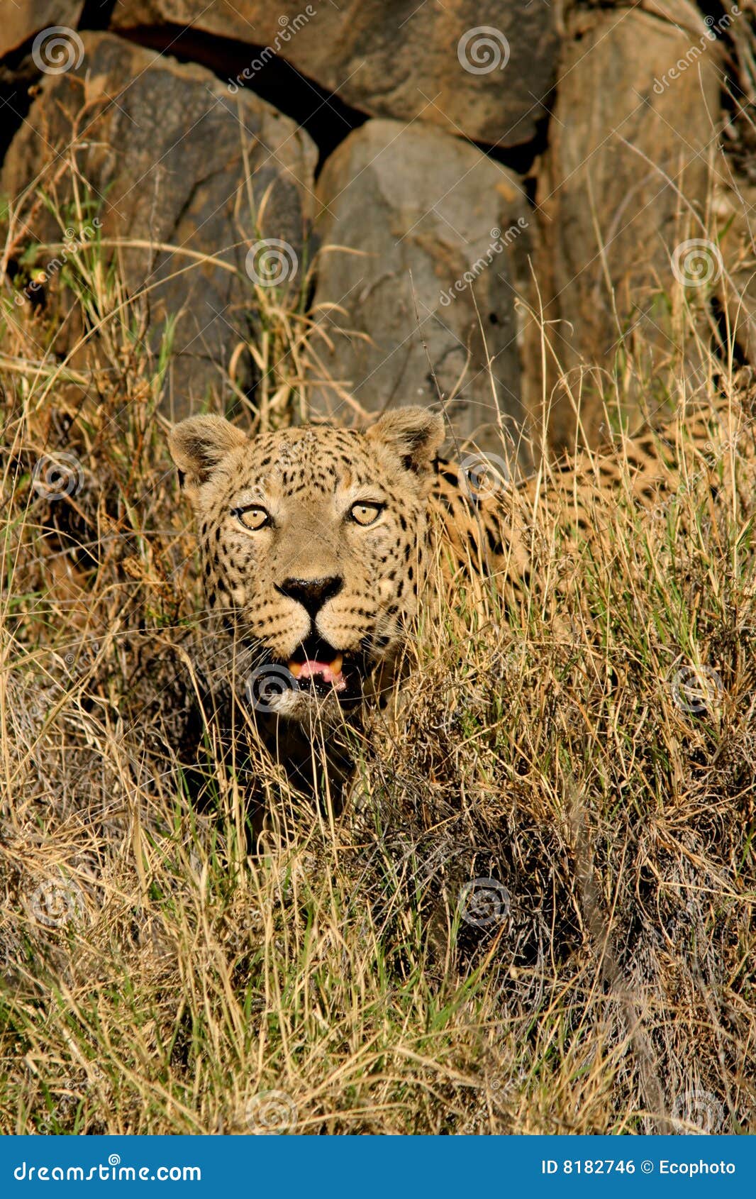 Male leopard stock photo. Image of endangered, panthera - 8182746