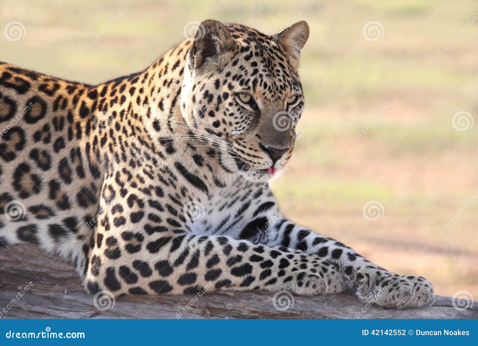 Male Leopard stock photo. Image of mammal, adorable, paws - 42142552