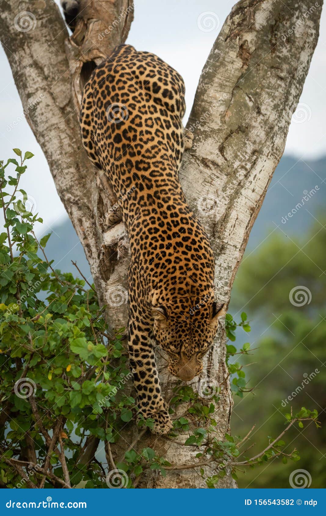 Jaguar Climbing Down Tree
