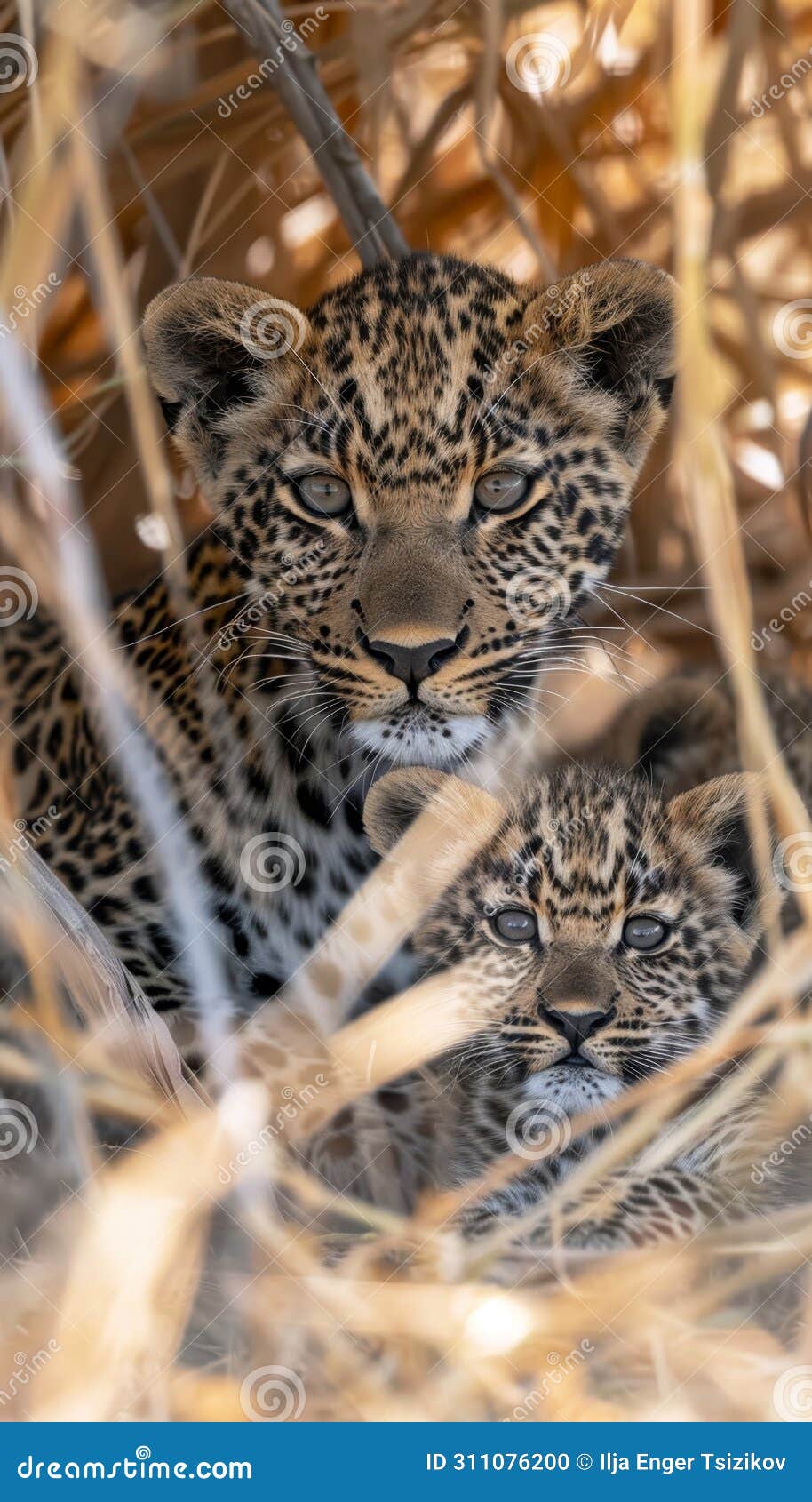 Male Leopard and Cub Portrait with Empty Space on Left for Text, Object ...