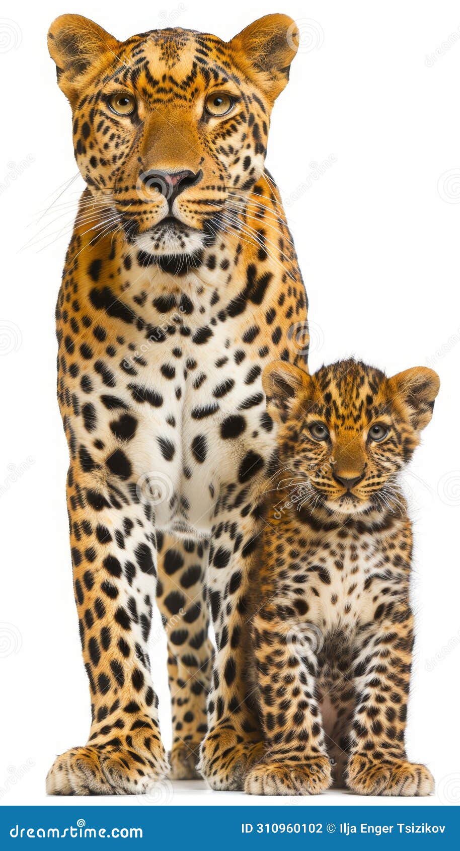 Male Leopard and Cub Portrait with Text Space, Object on Right Side ...