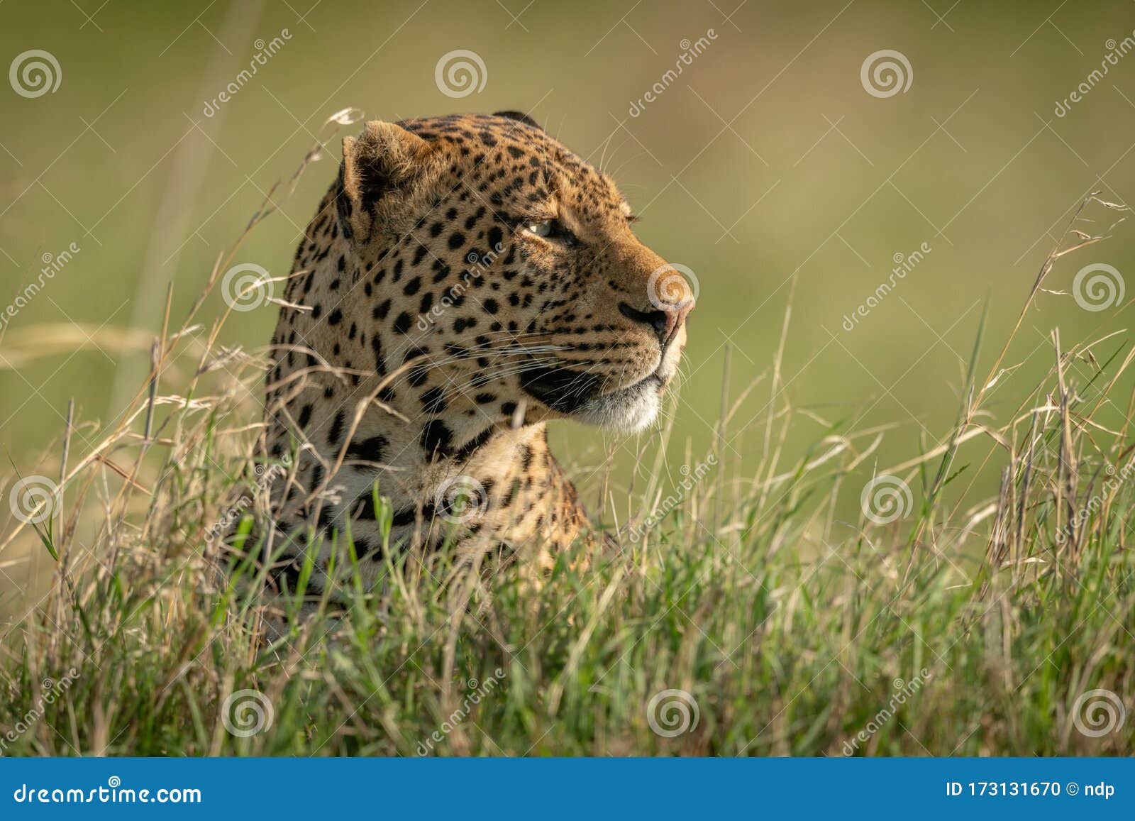 Male Leopard Head Poking Out of Grass Stock Photo - Image of drive ...