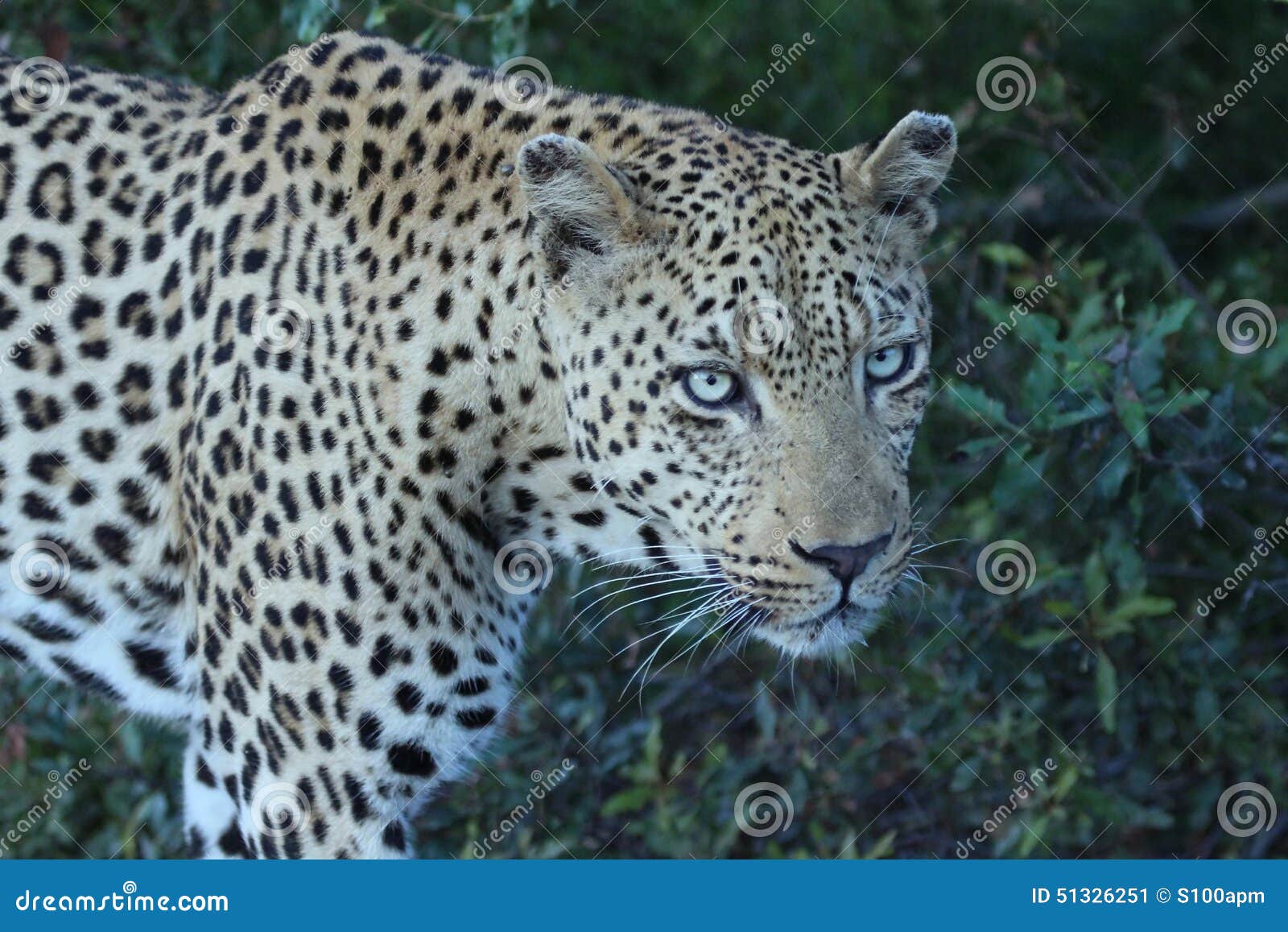 Male Leopard stock image. Image of large, spots, outdoors - 51326251