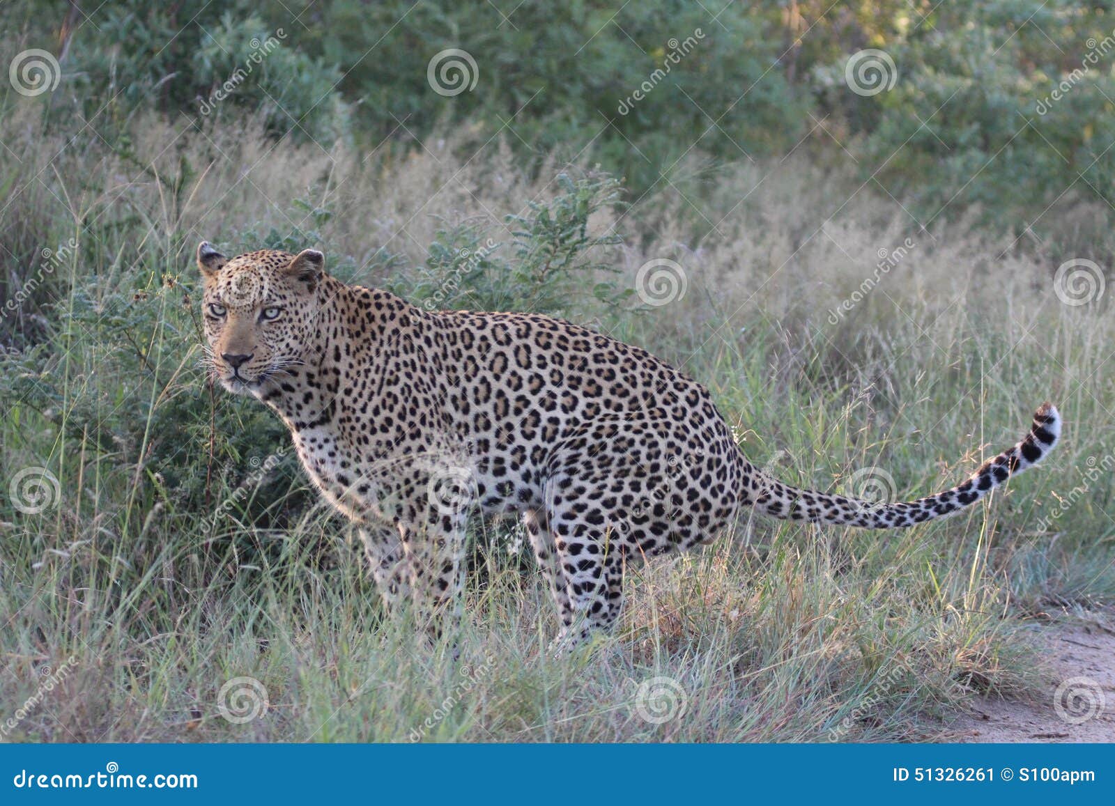 Male leopard stock image. Image of panthera, pardus, grass - 51326261