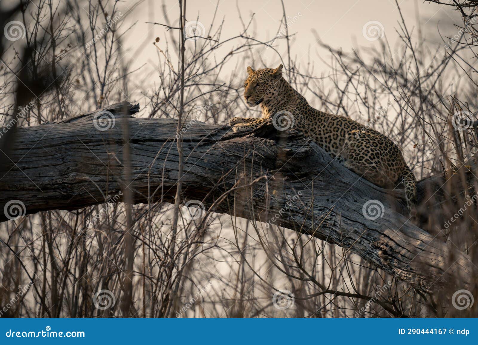 Male Leopard Lies on Log in Bushes Stock Image - Image of national ...