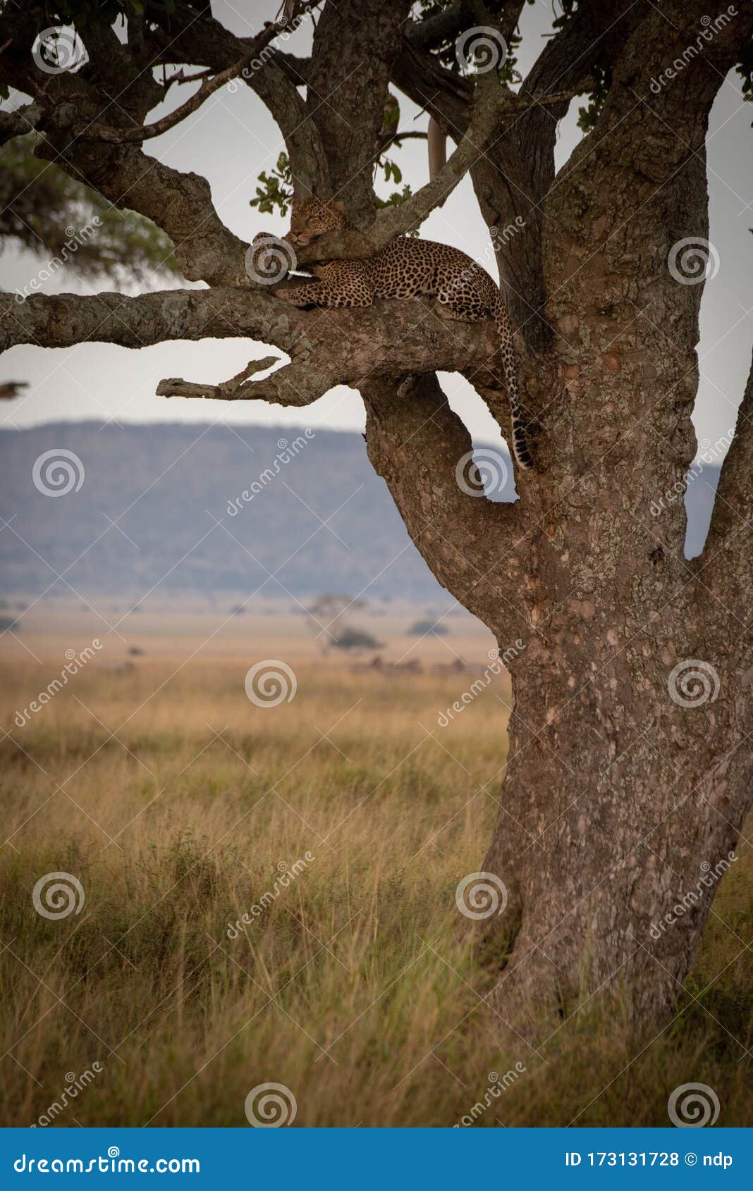 Male Leopard Lies Sleepily on Tree Branch Stock Photo - Image of nature ...
